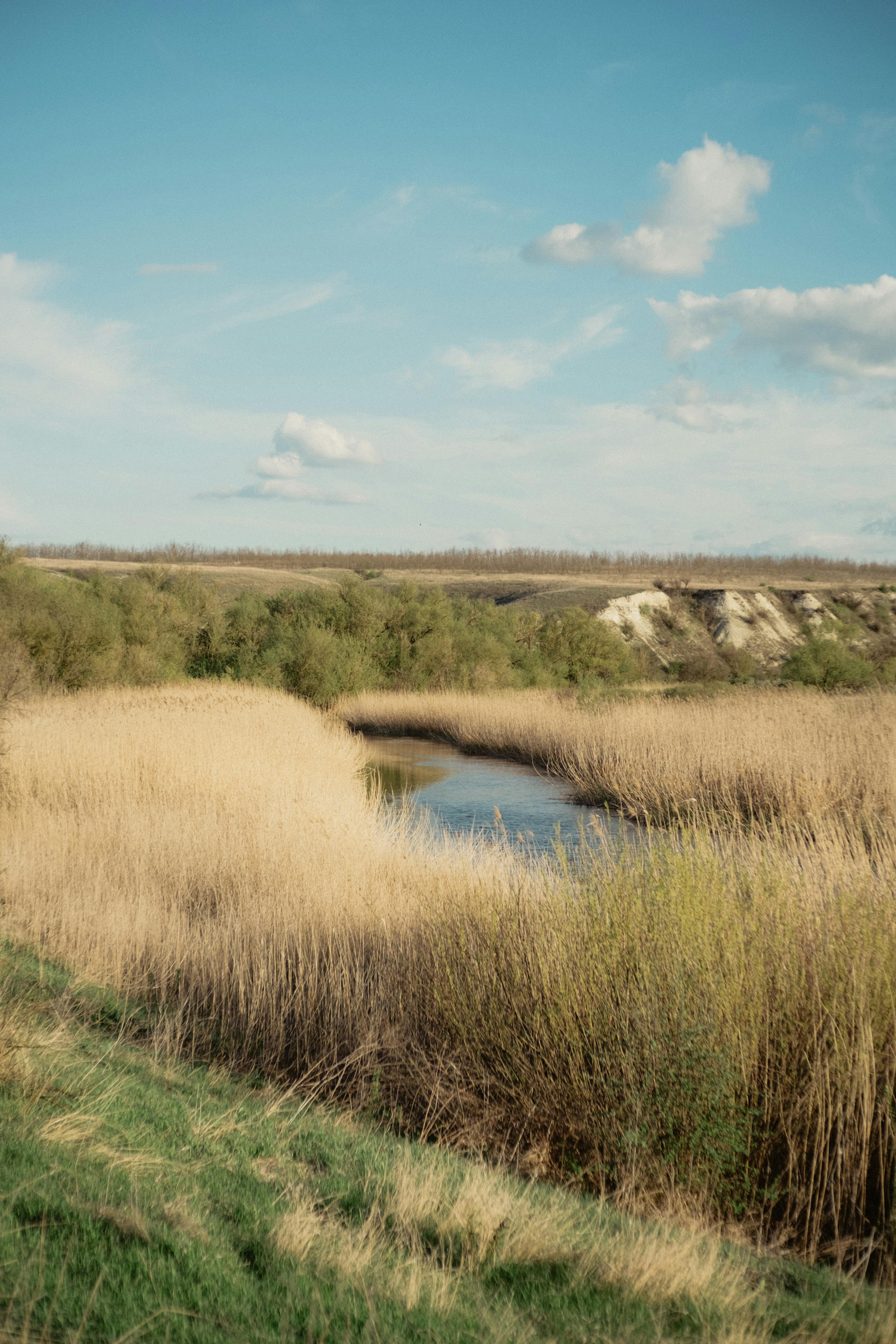 Selective Focus of Tree Trunk · Free Stock Photo