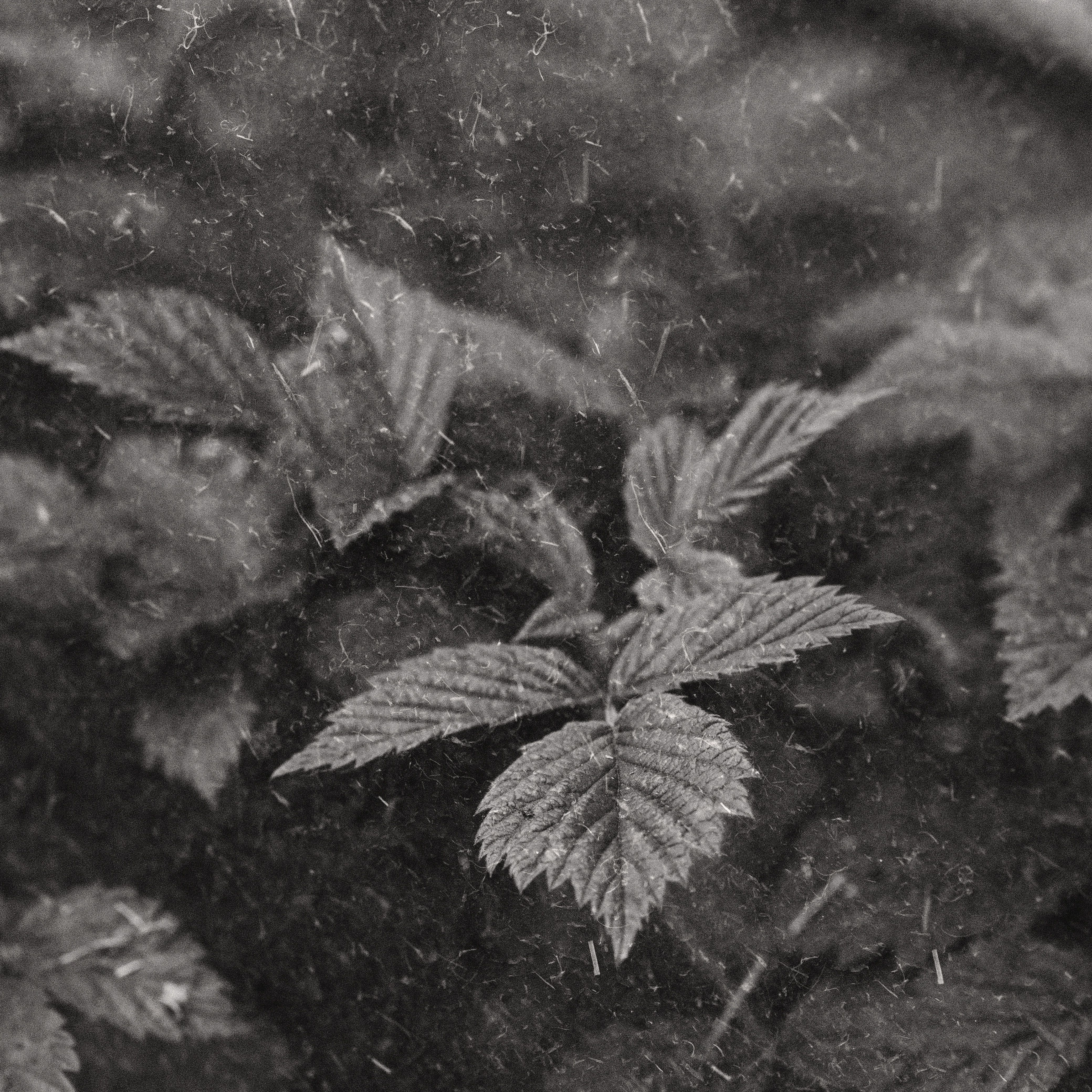 Grayscale Photo of a Plant · Free Stock Photo