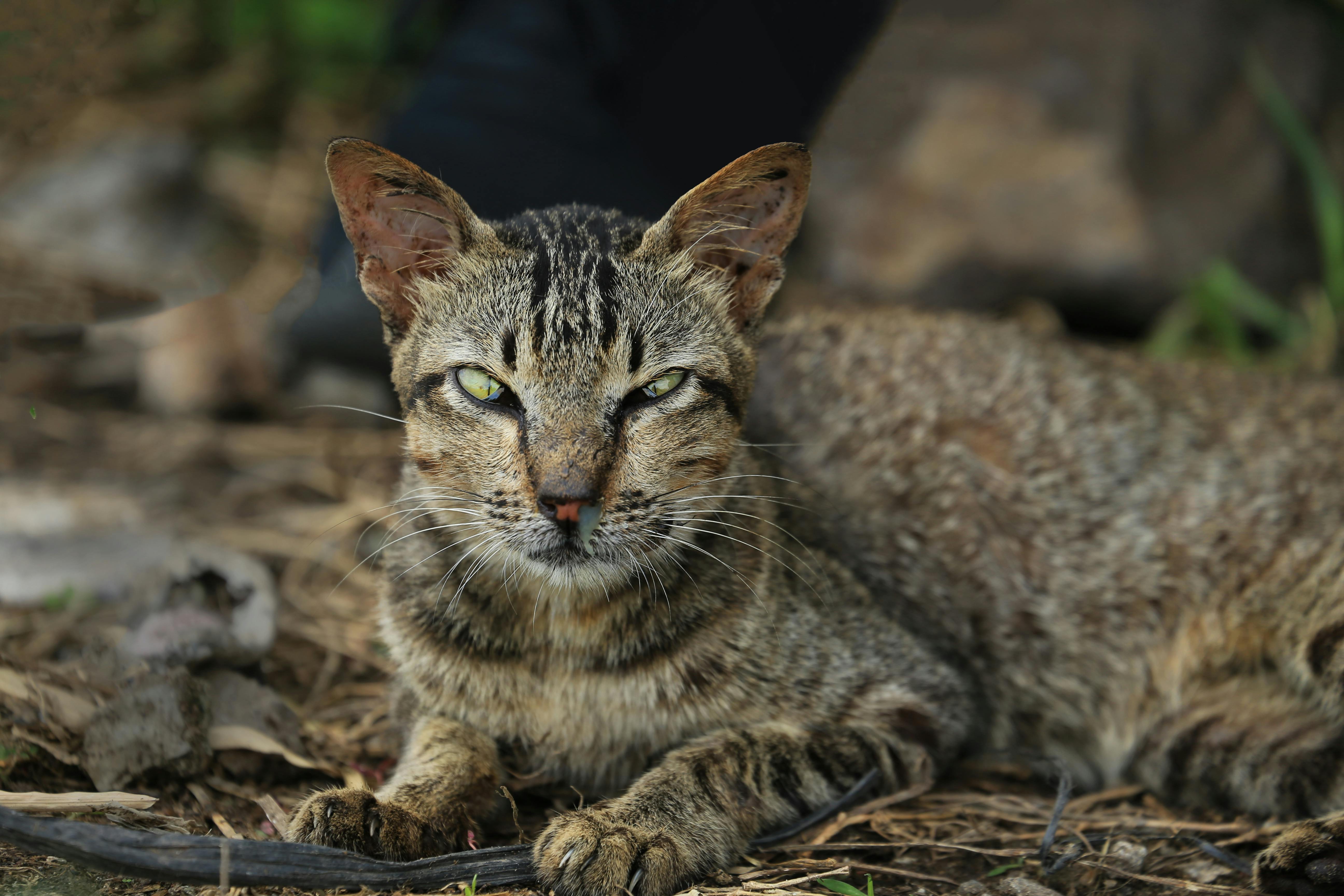 Tabby Cat in Close-up Photography · Free Stock Photo