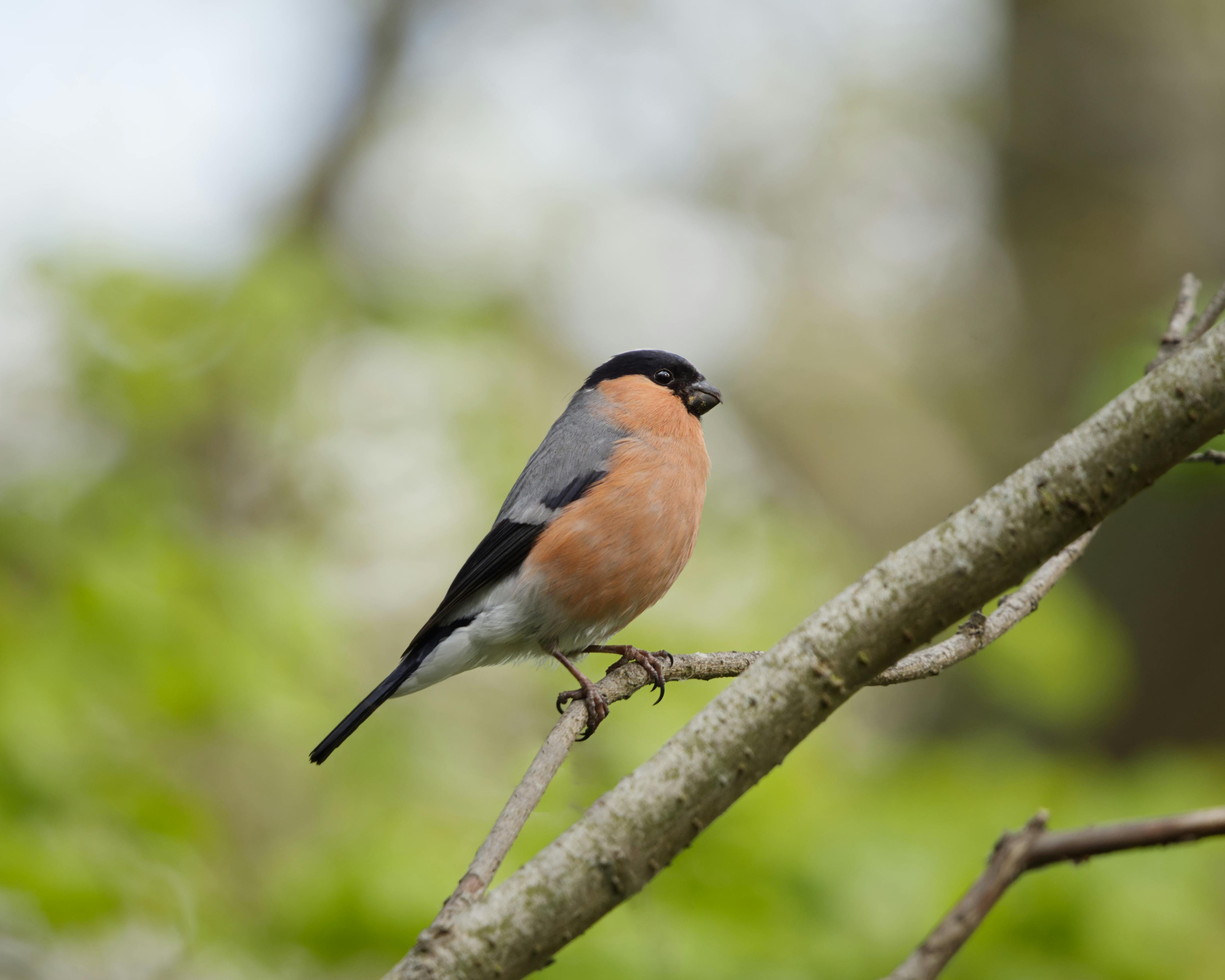 Photo of Birds Perched on a Bare Tree · Free Stock Photo