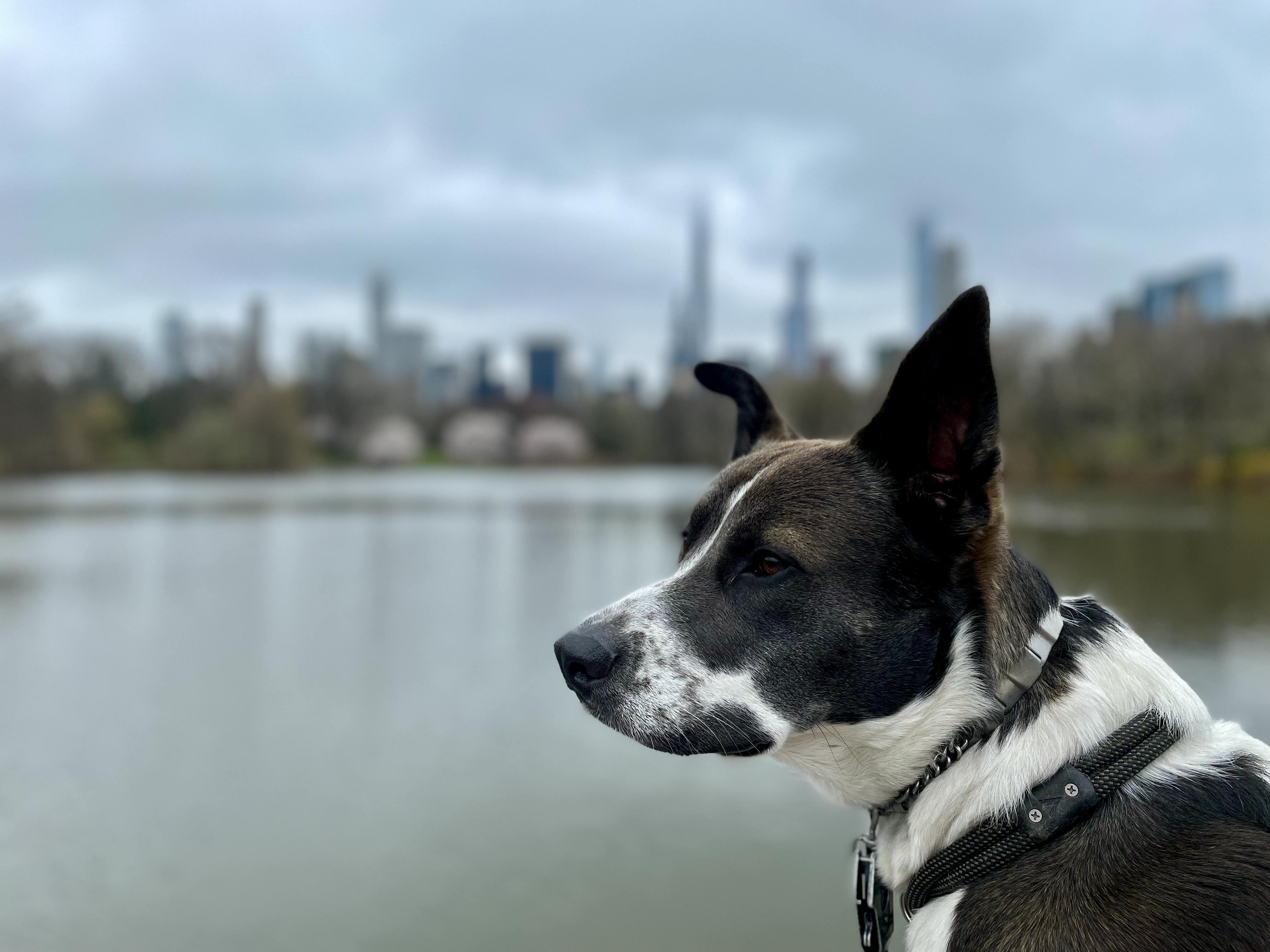 Photo of Short Coated Dogs · Free Stock Photo