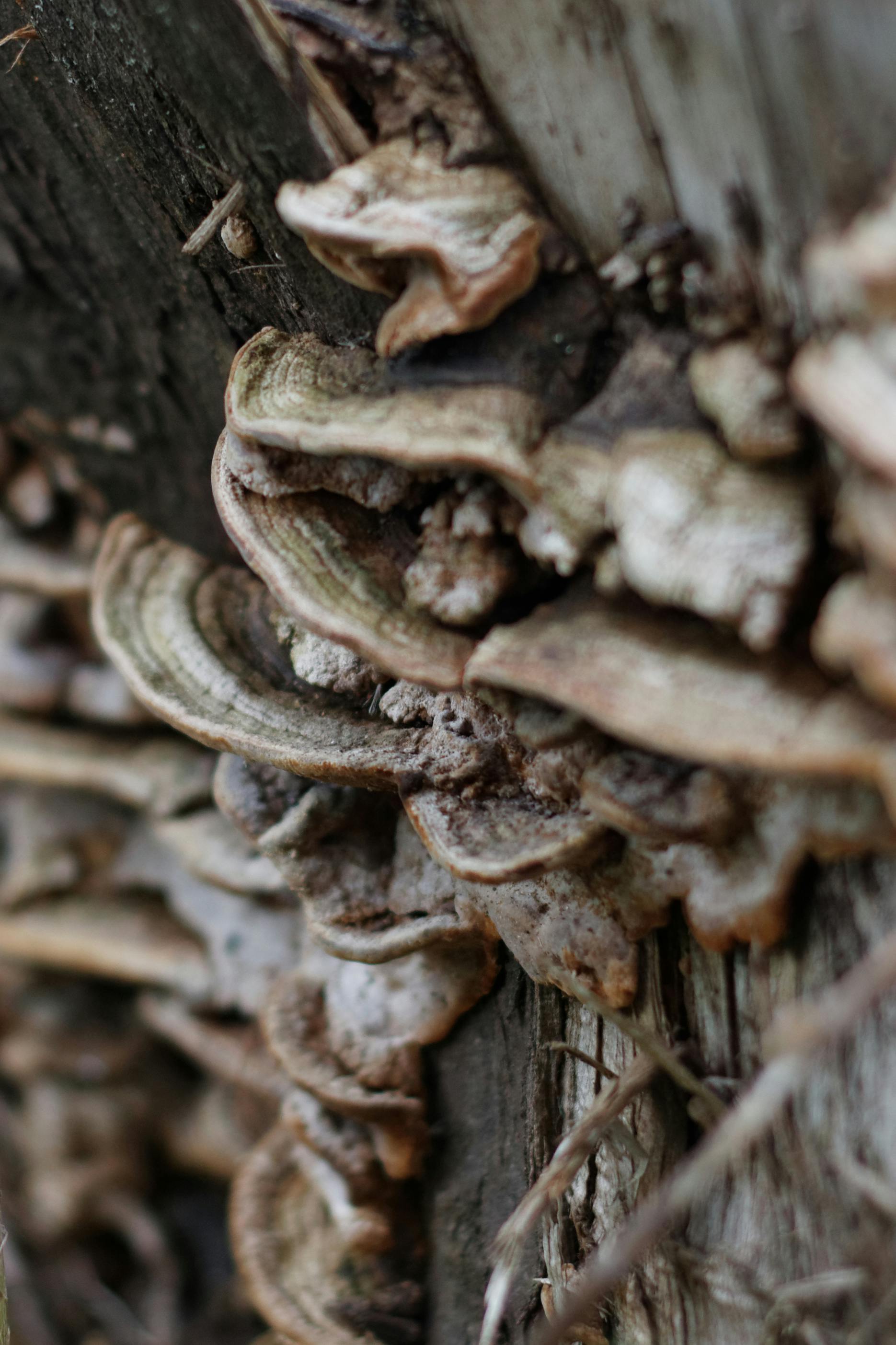 Fungi 19 Photos & Videos Collected by Annari du Plessis