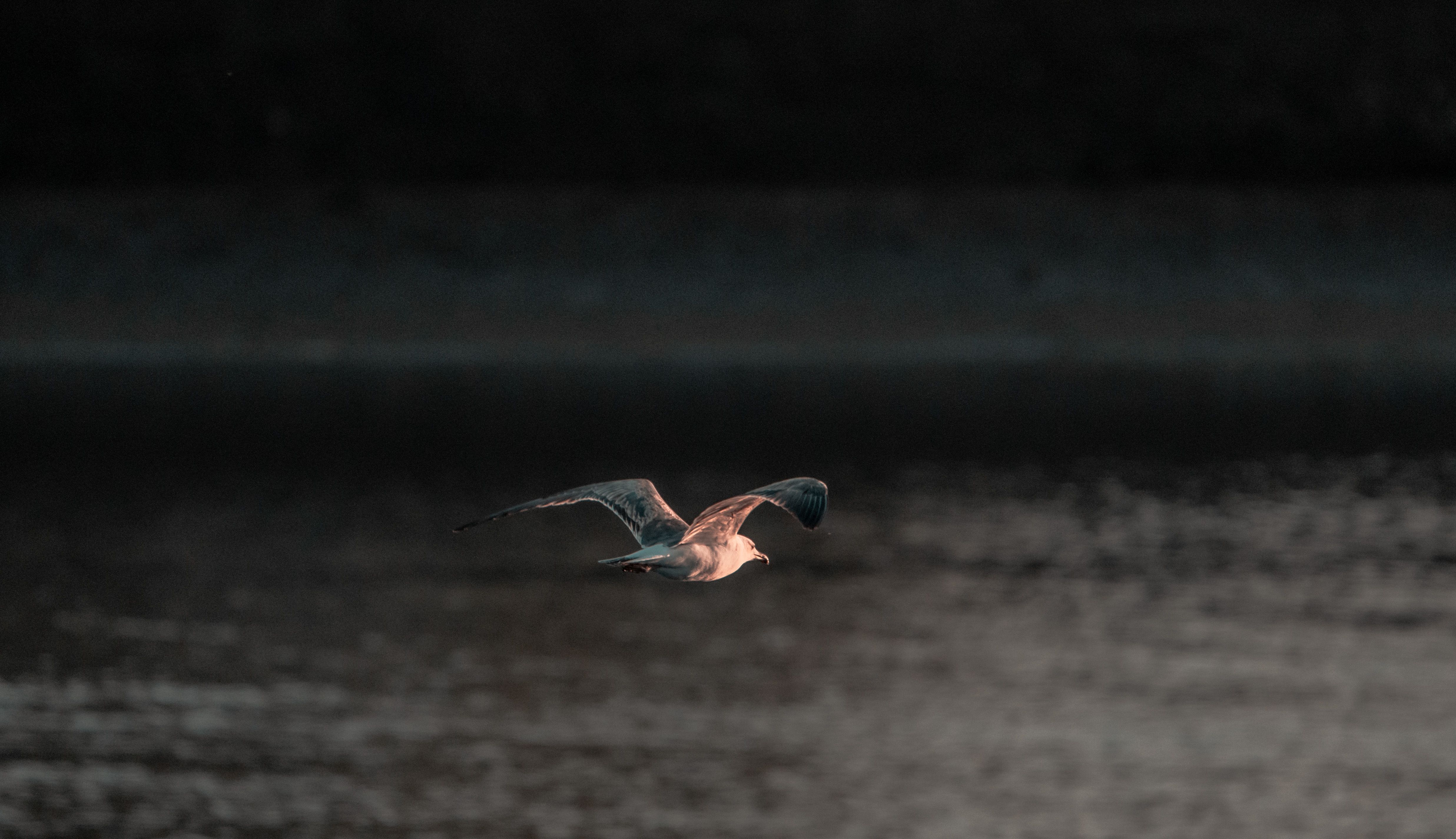 Seagull Flying by a Bridge Arch · Free Stock Photo