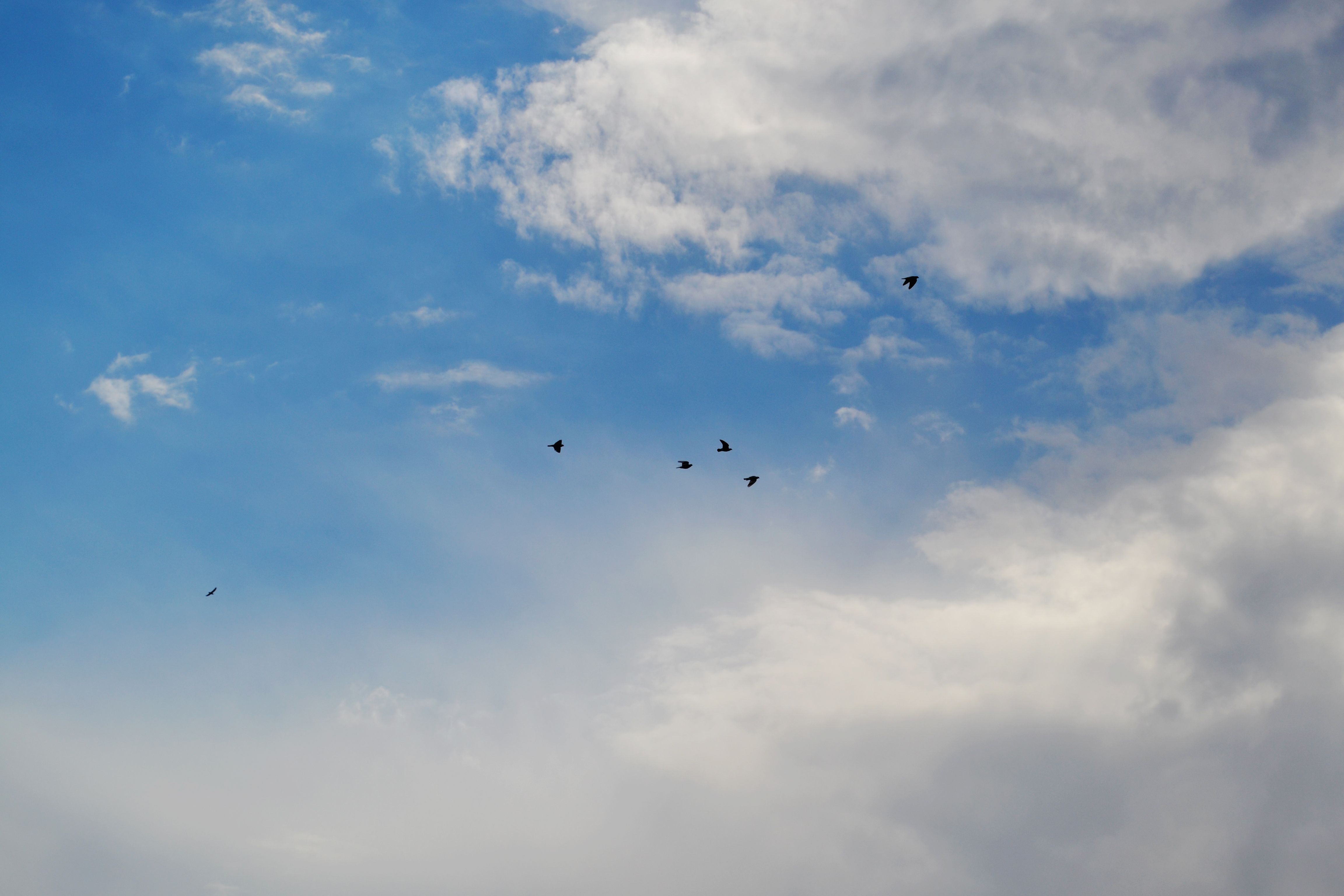 Birds Flying Under White Clouds · Free Stock Photo