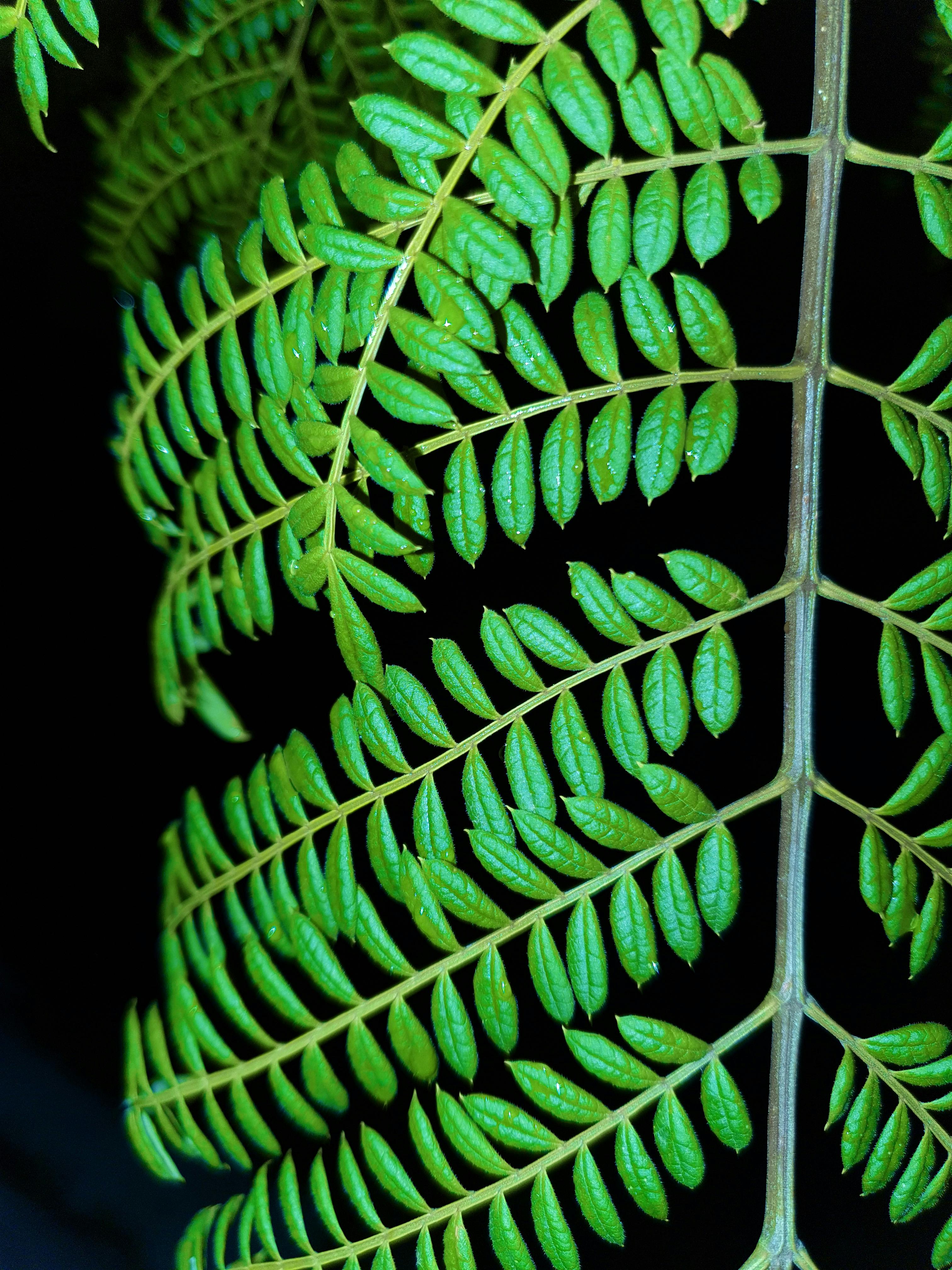 Zee Shan - Fotografía