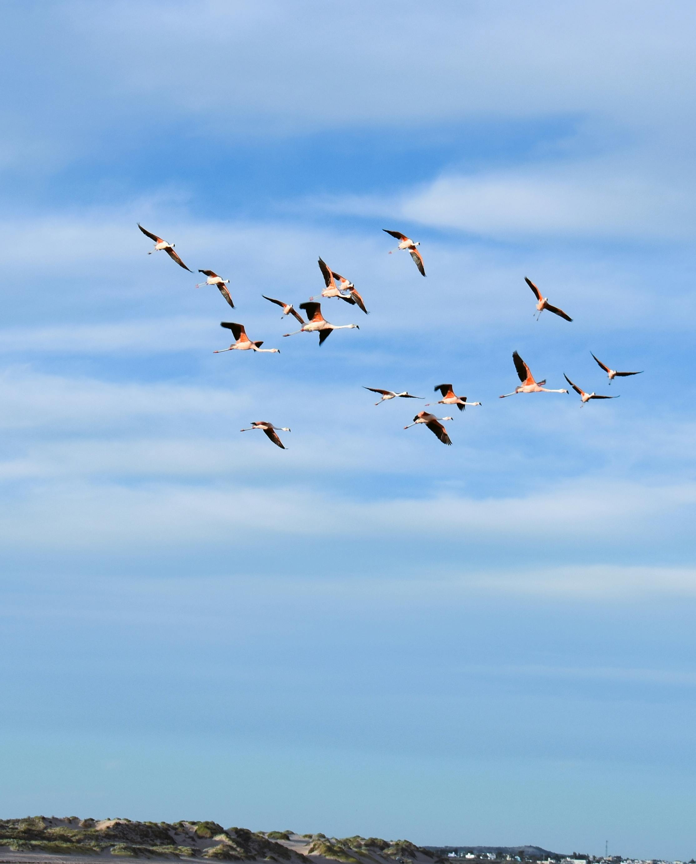 Flamingo Flying Photos, Download The BEST Free Flamingo Flying Stock ...