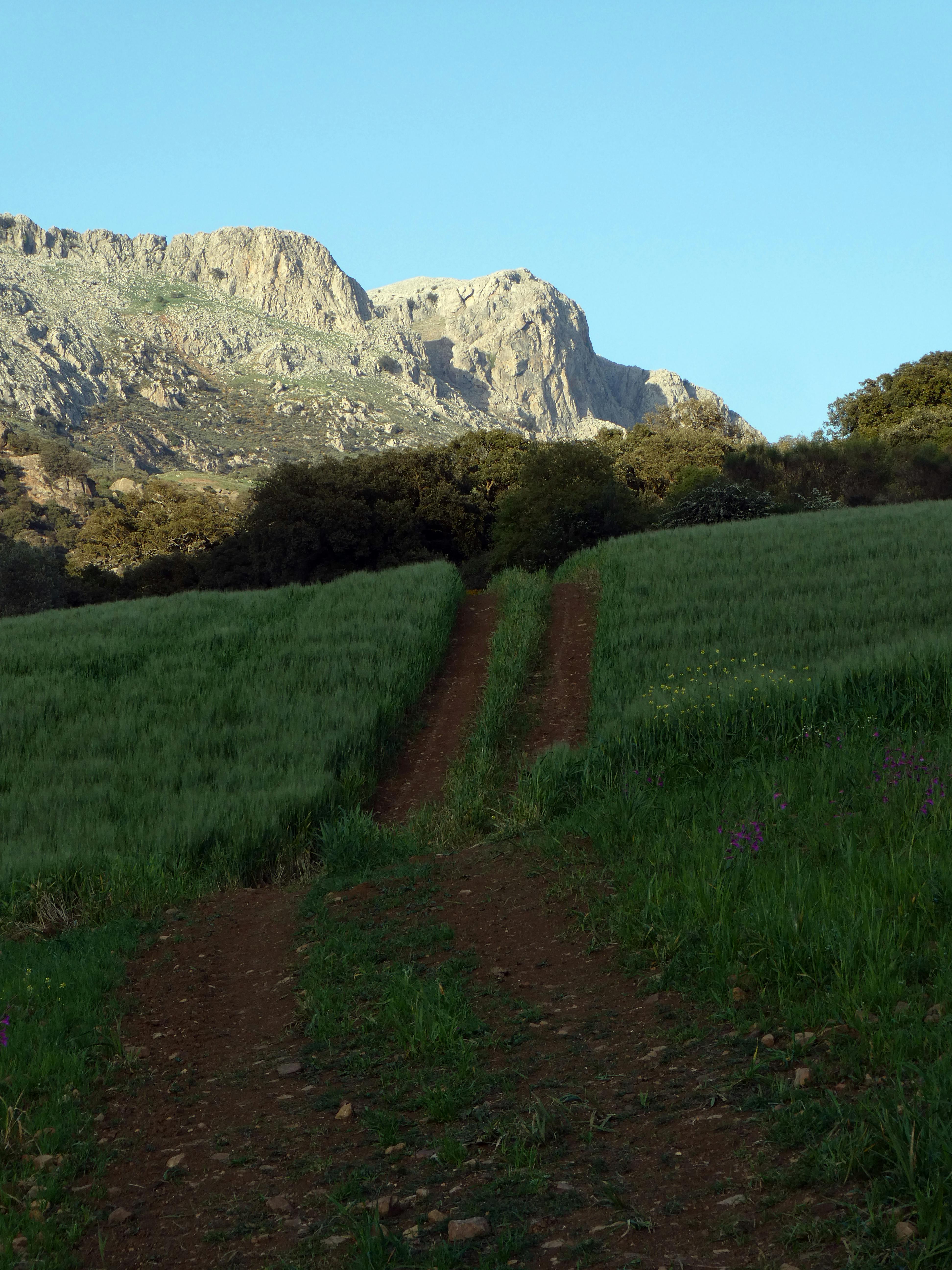 Brown Trail on Green Grass Field · Free Stock Photo