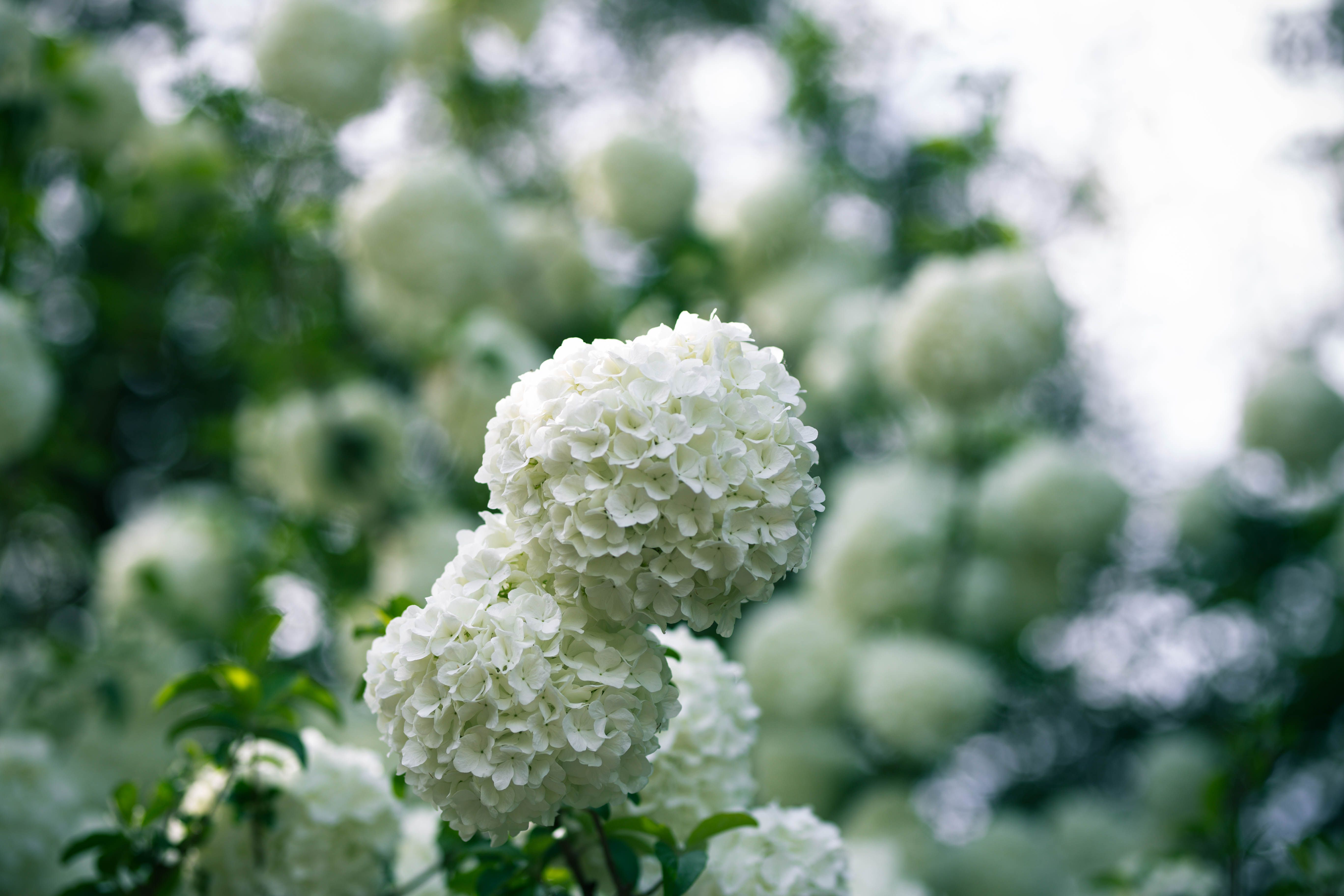 White Flowers in Bloom · Free Stock Photo