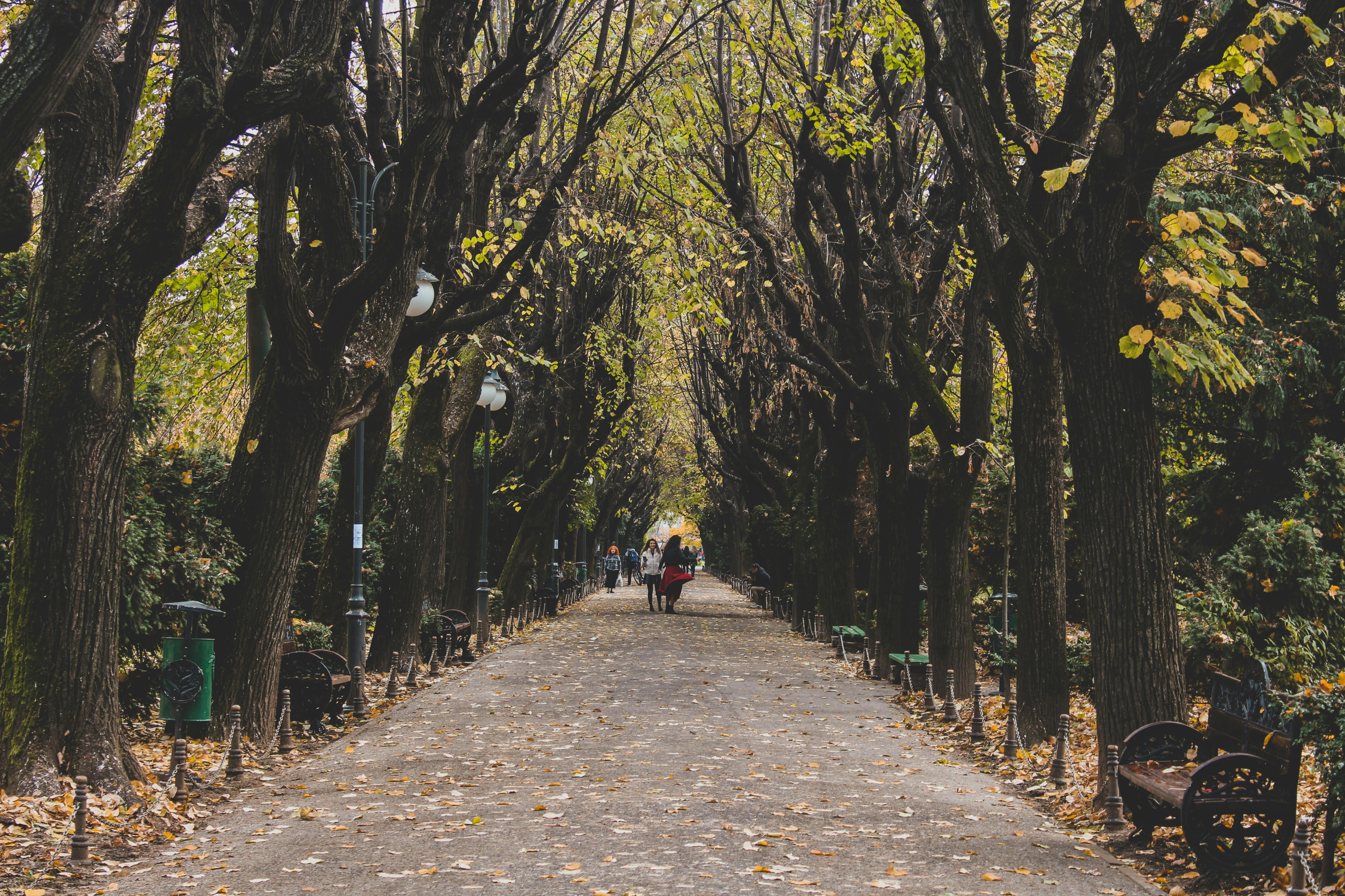 Photo of People on Street Near Trees · Free Stock Photo