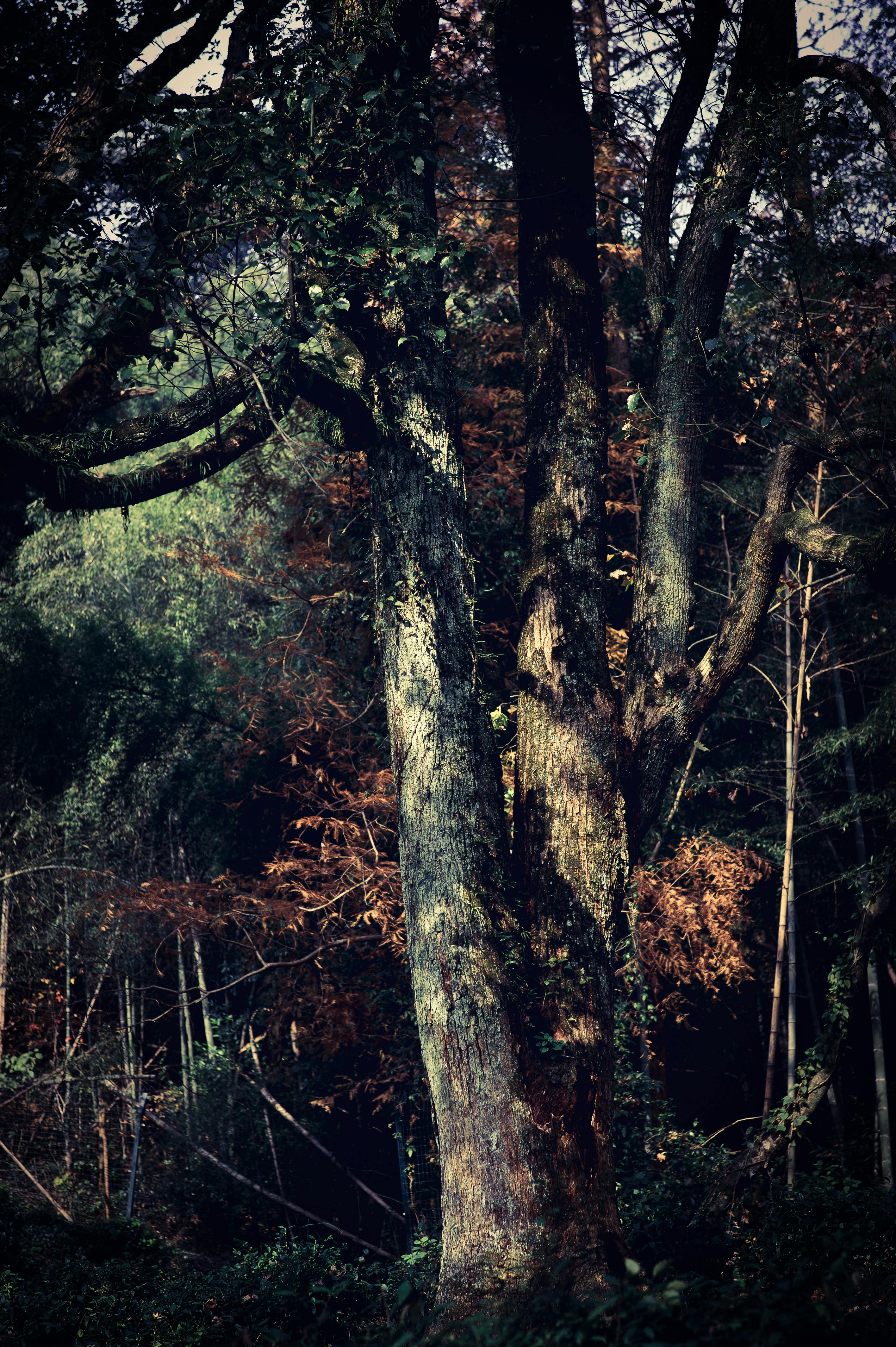 Tall Tree on a Forest · Free Stock Photo