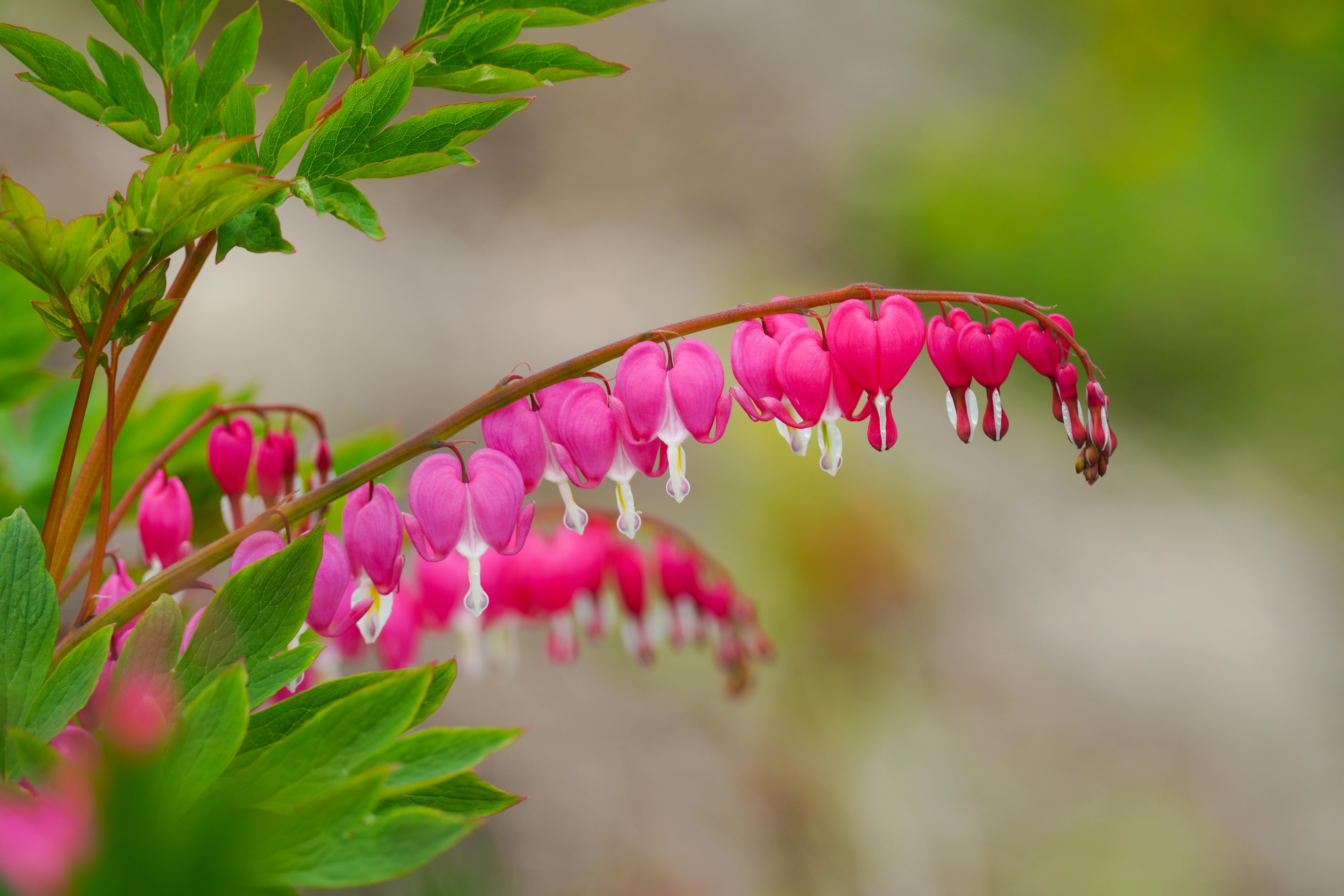 An Asian Bleeding Heart Flower Photo · Free Stock Photo