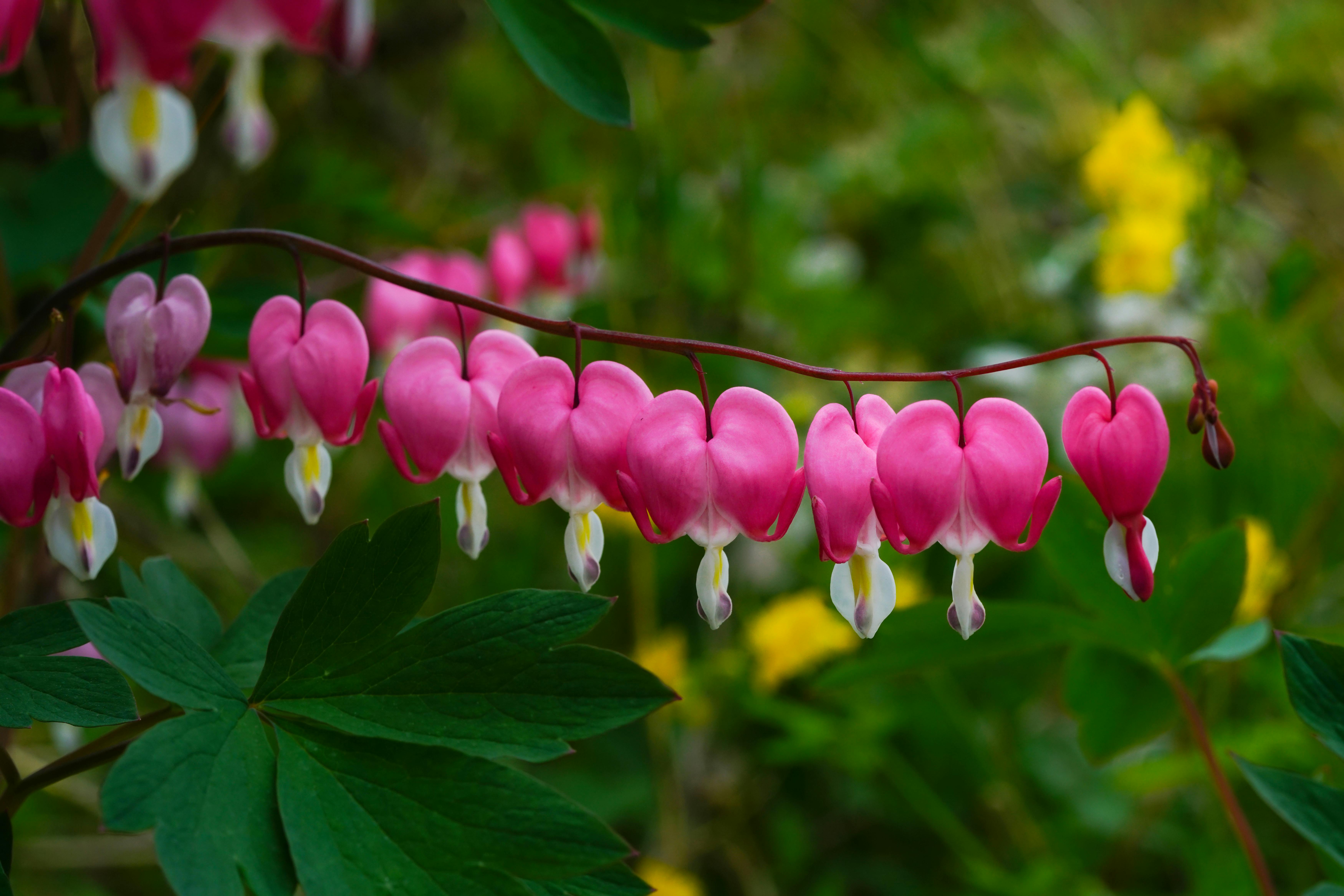 Selective Focus Photo of Pink Pacific Bleeding Heart Flowers · Free ...
