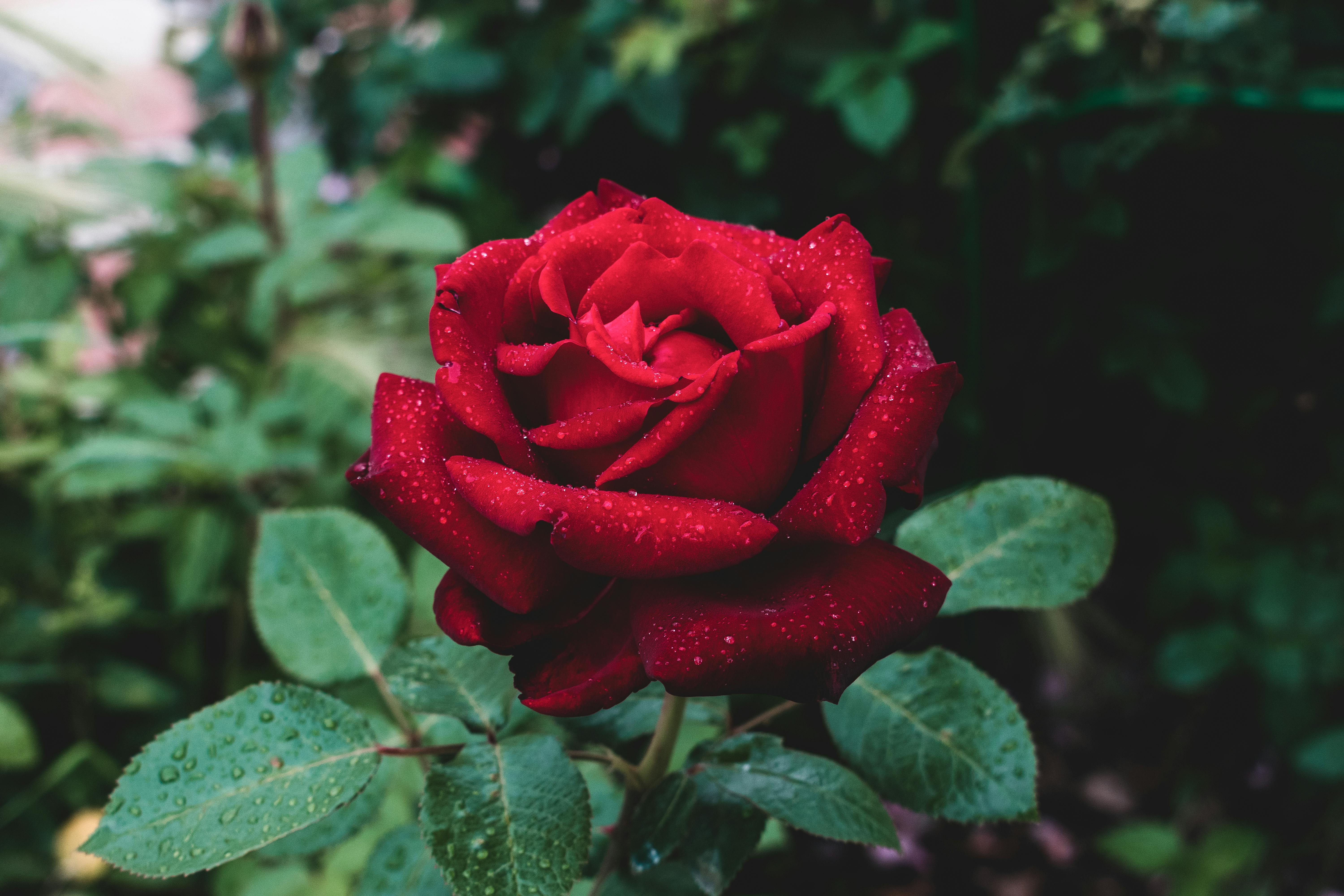 Close-up Photo of Red Rose · Free Stock Photo