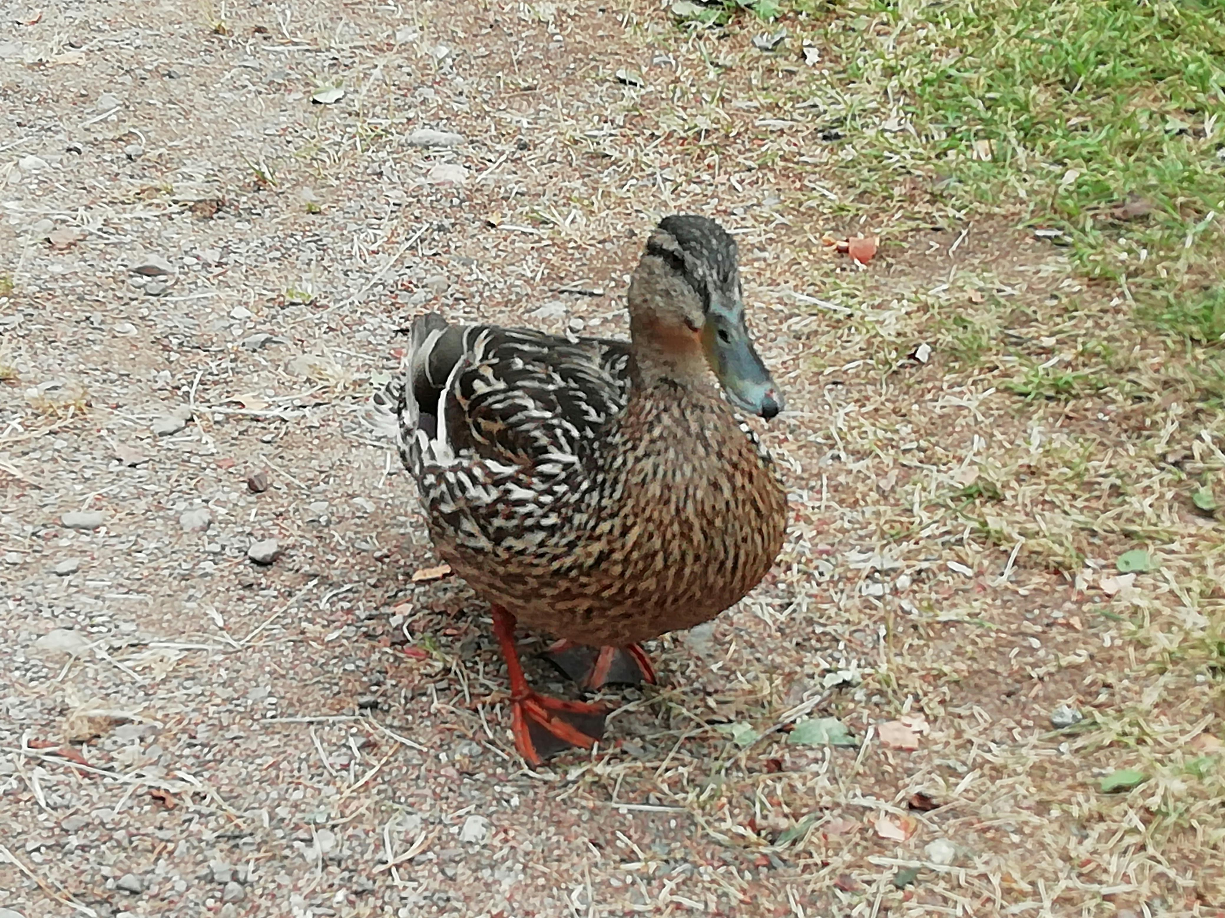 Free stock photo of bath ducks