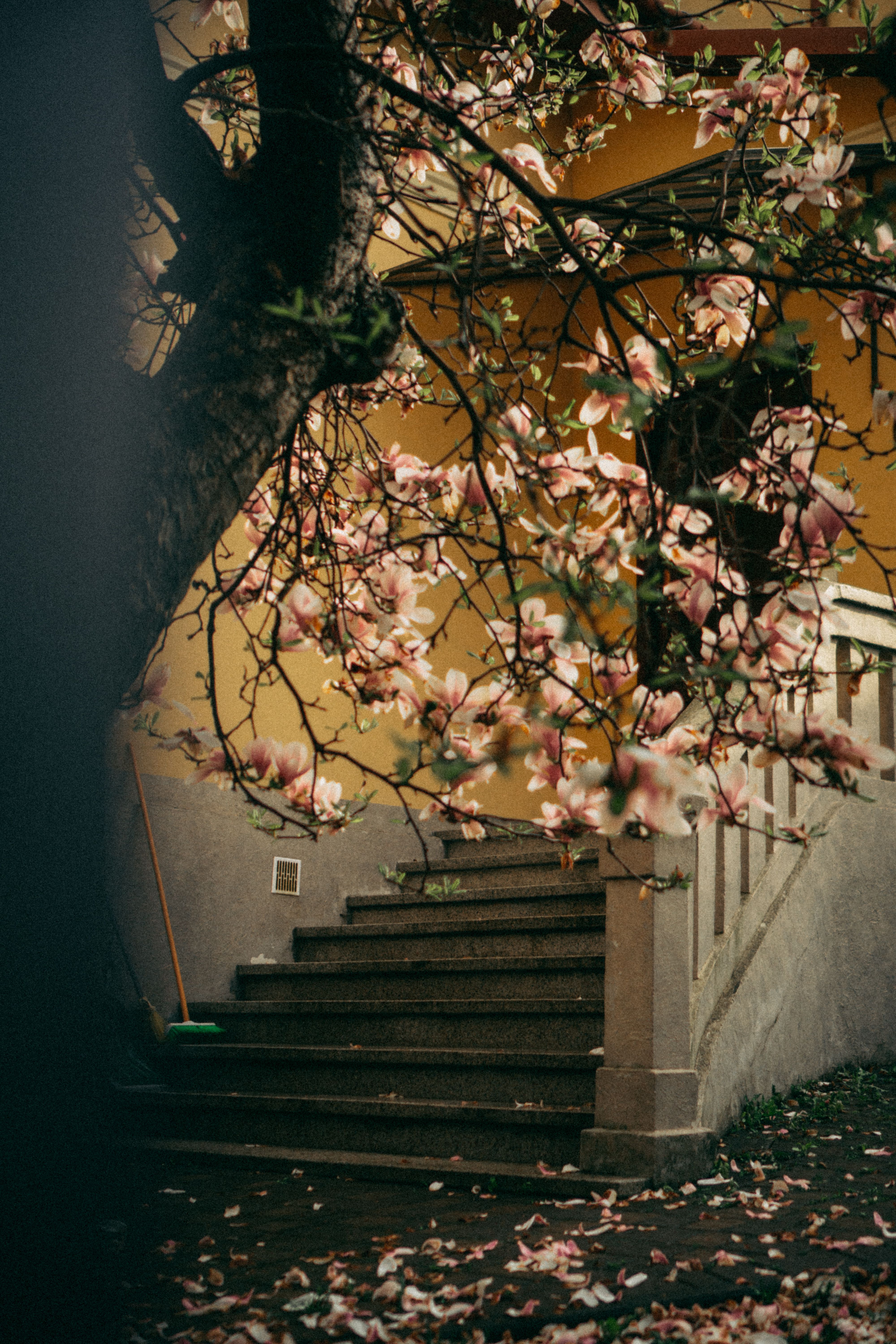 Pink Flowers Near the Concrete Stairs · Free Stock Photo