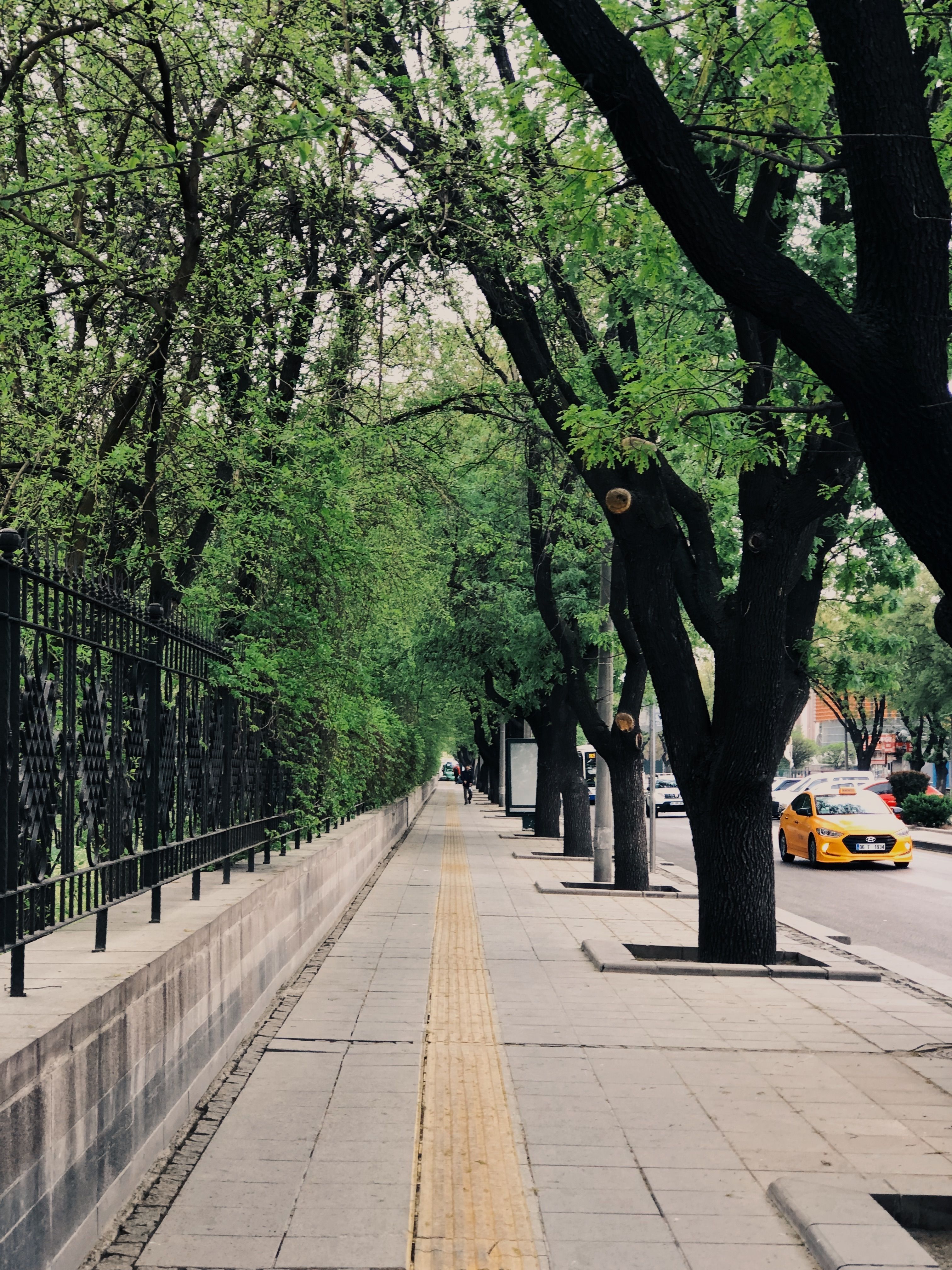 Narrow Sidewalk Surrounded by Trees · Free Stock Photo