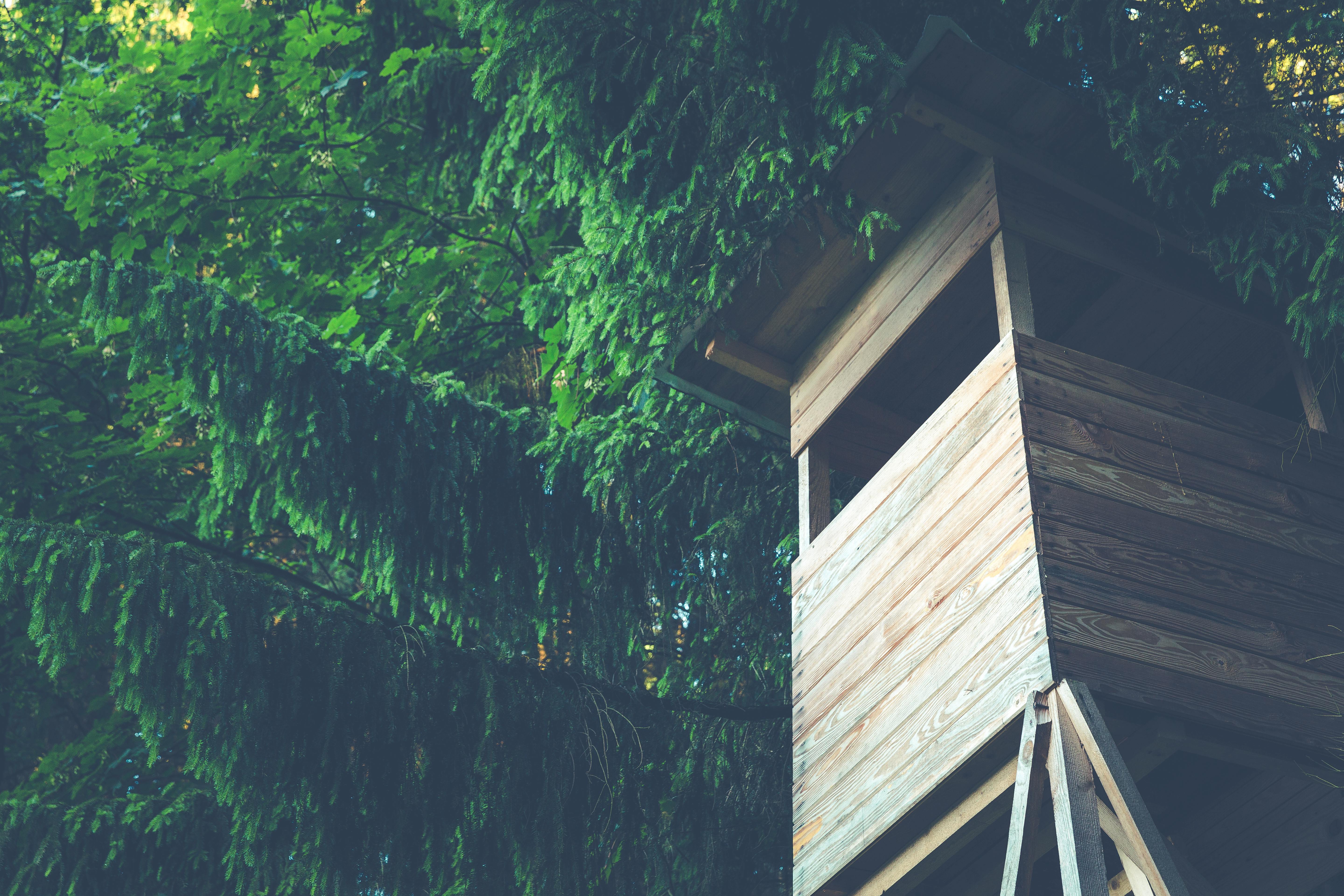Shelter Using Branches And Leaves Photos, Download The BEST Free ...
