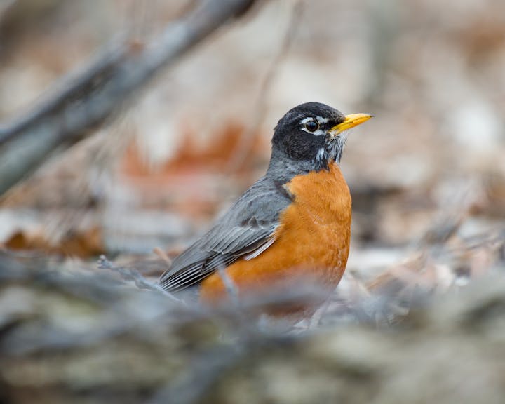 Northeastern Bird Identification Guide for Backyard Birds