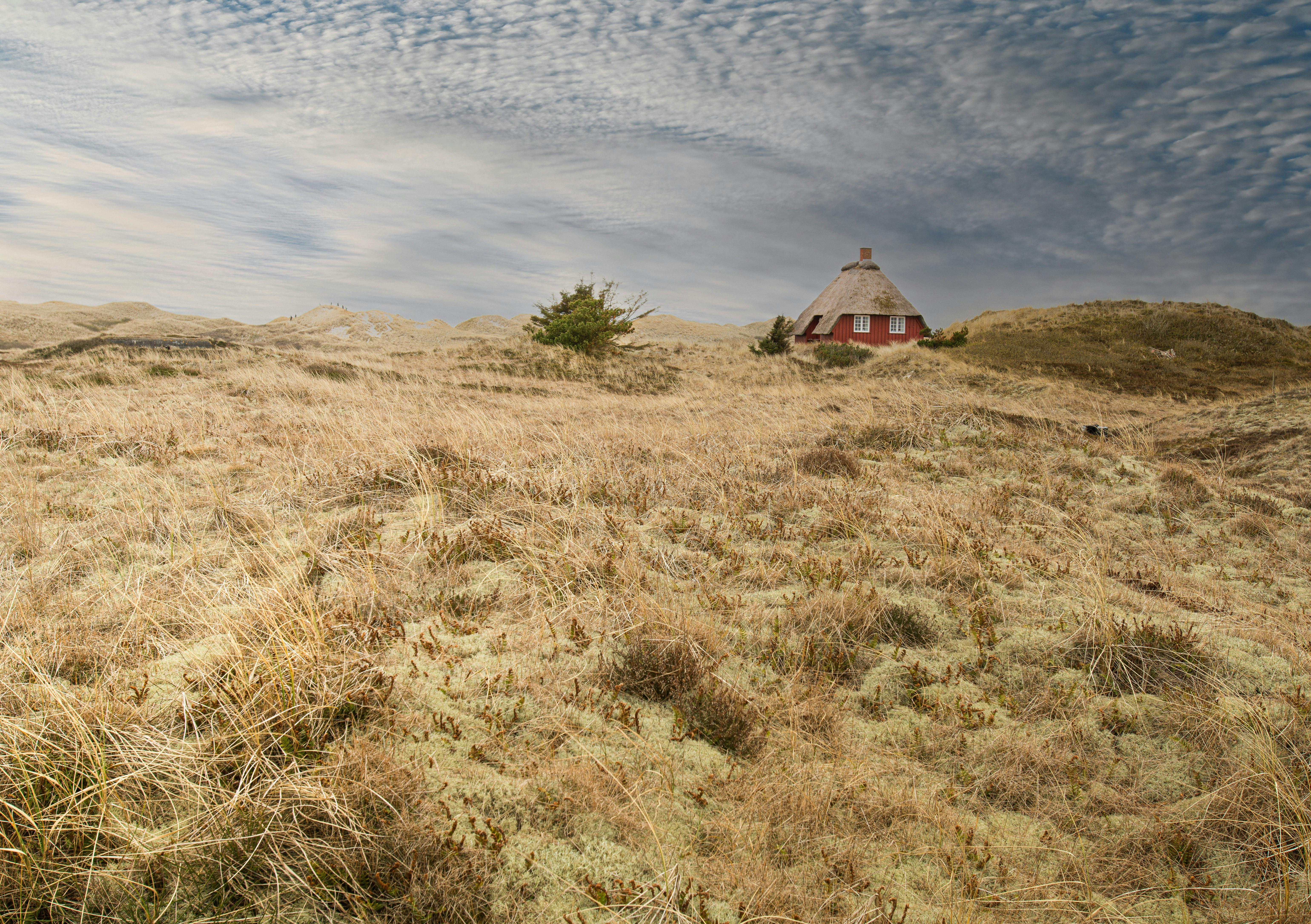Bushfield under Cloudy Sky · Free Stock Photo