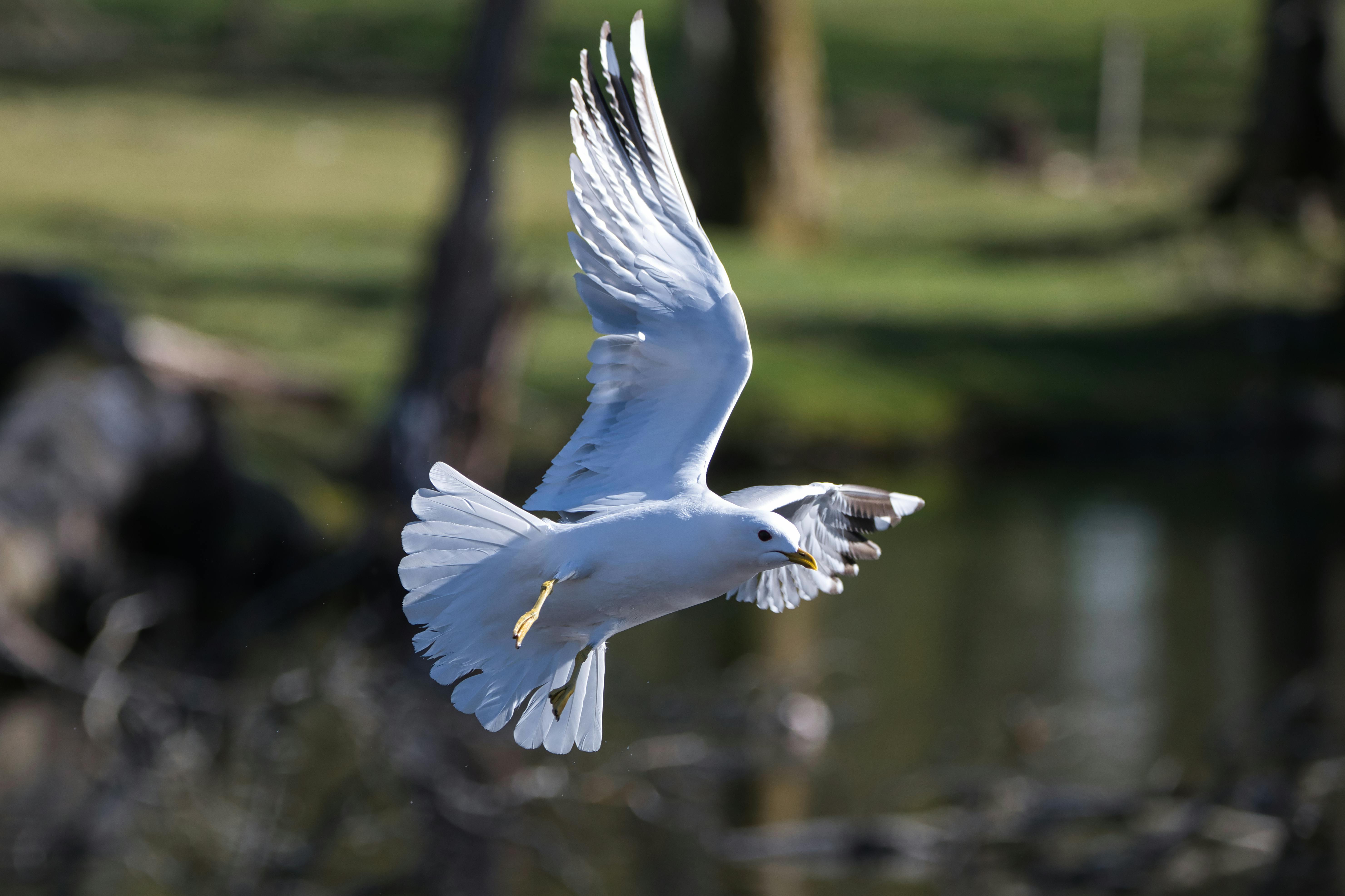 Flying Common Gull · Free Stock Photo