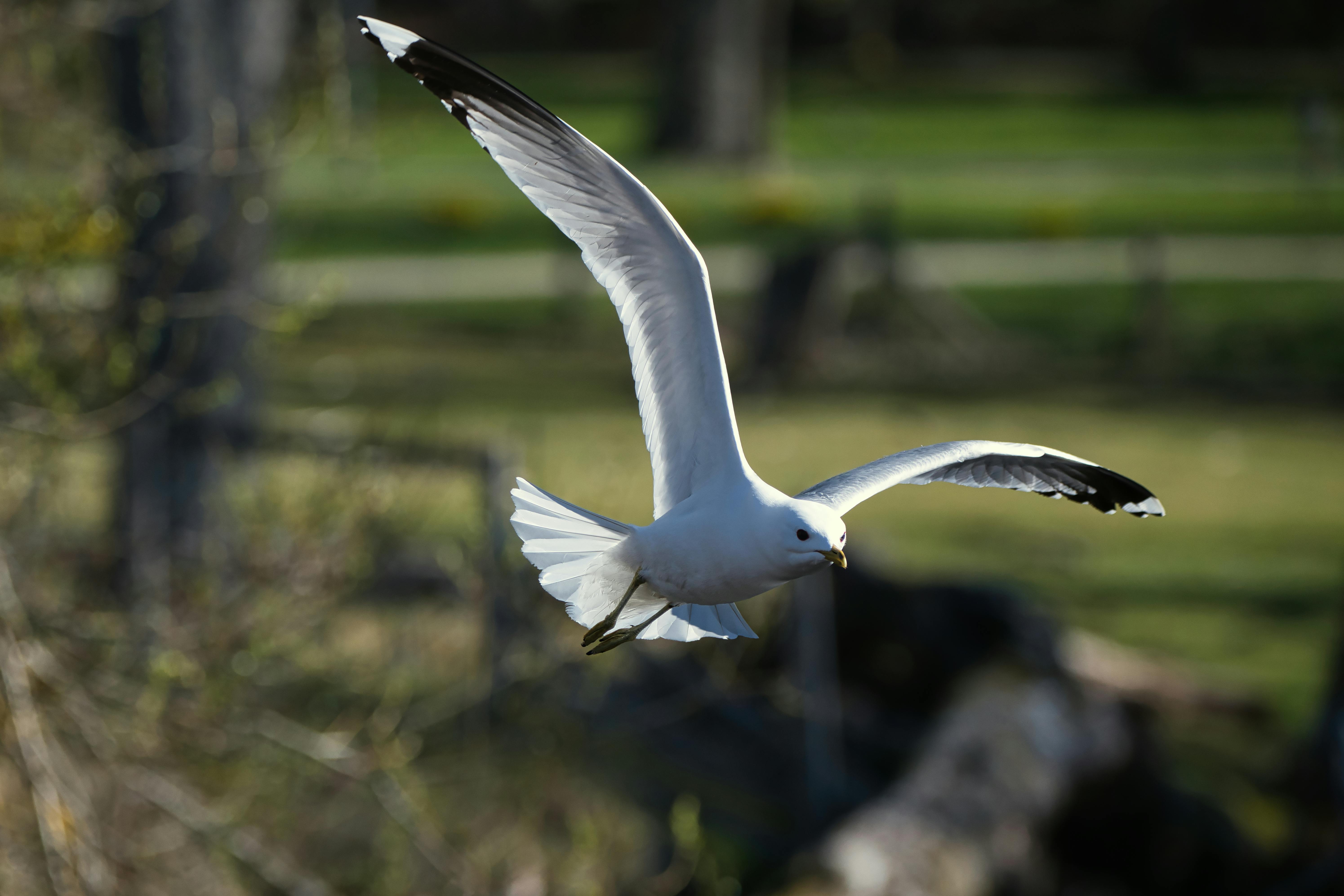 Close-Up Photo of a flying Bird · Free Stock Photo