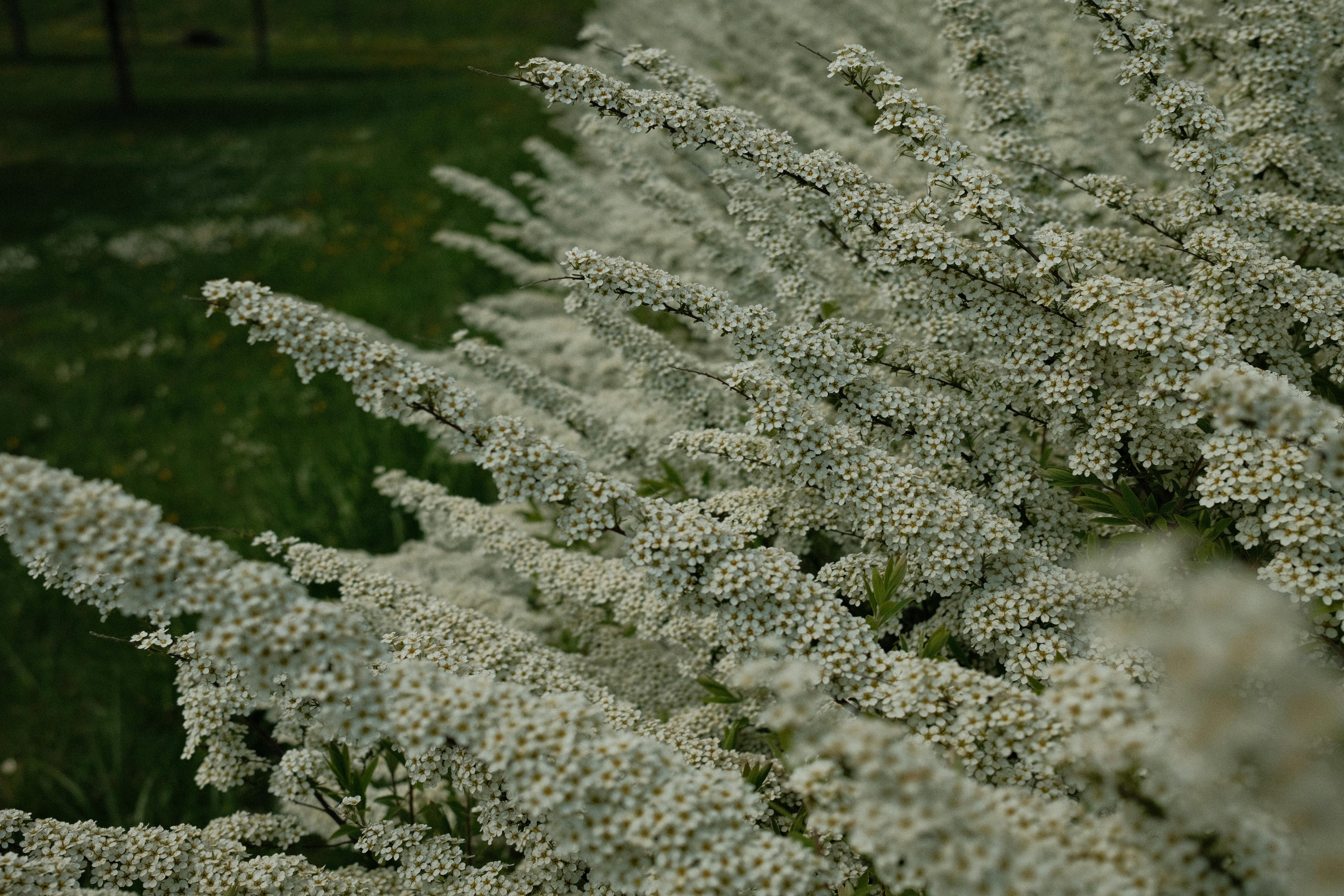 Clusters of Small White Flowers in Stems · Free Stock Photo