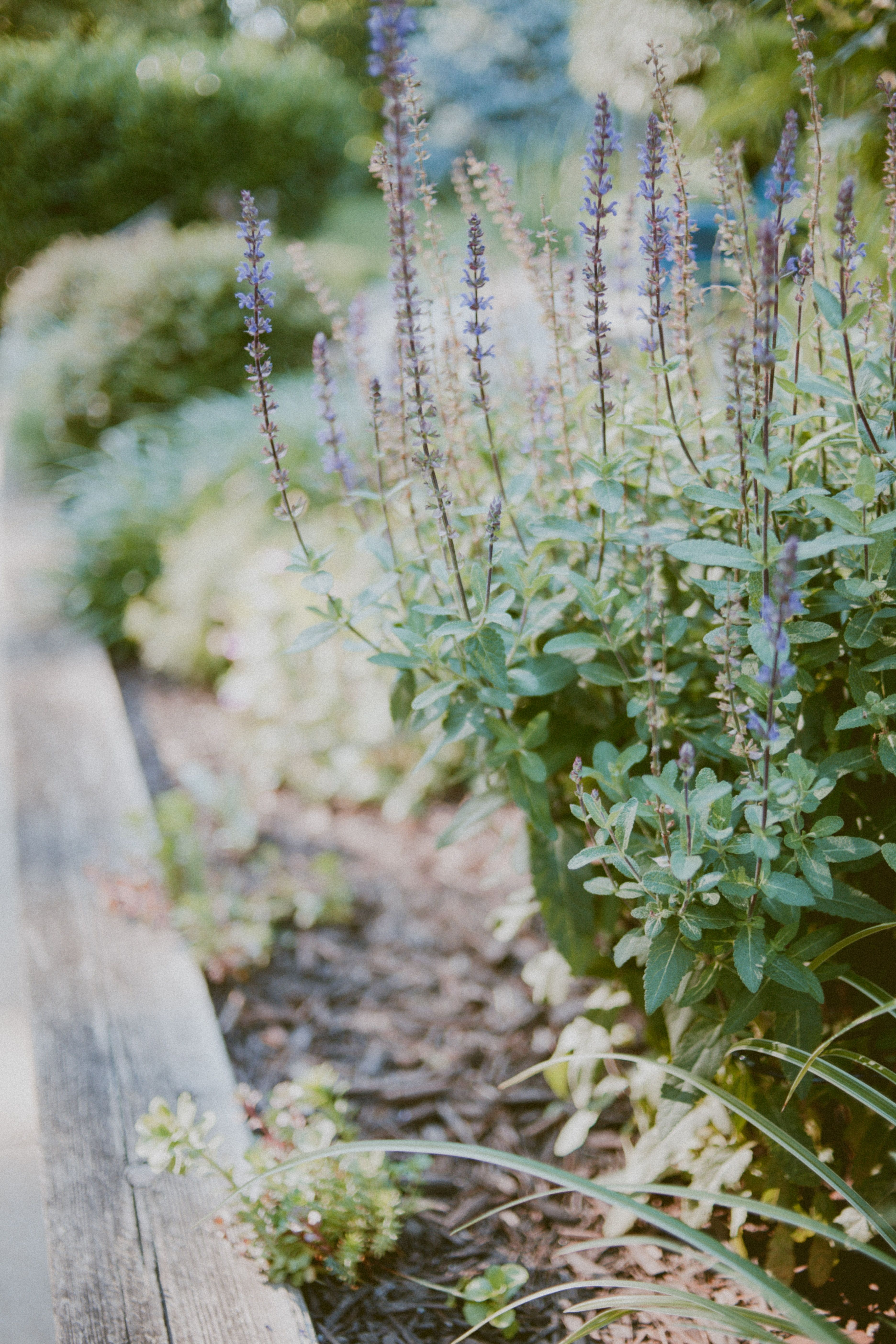 Piles of Lavander Flowers in Wooden Crate · Free Stock Photo