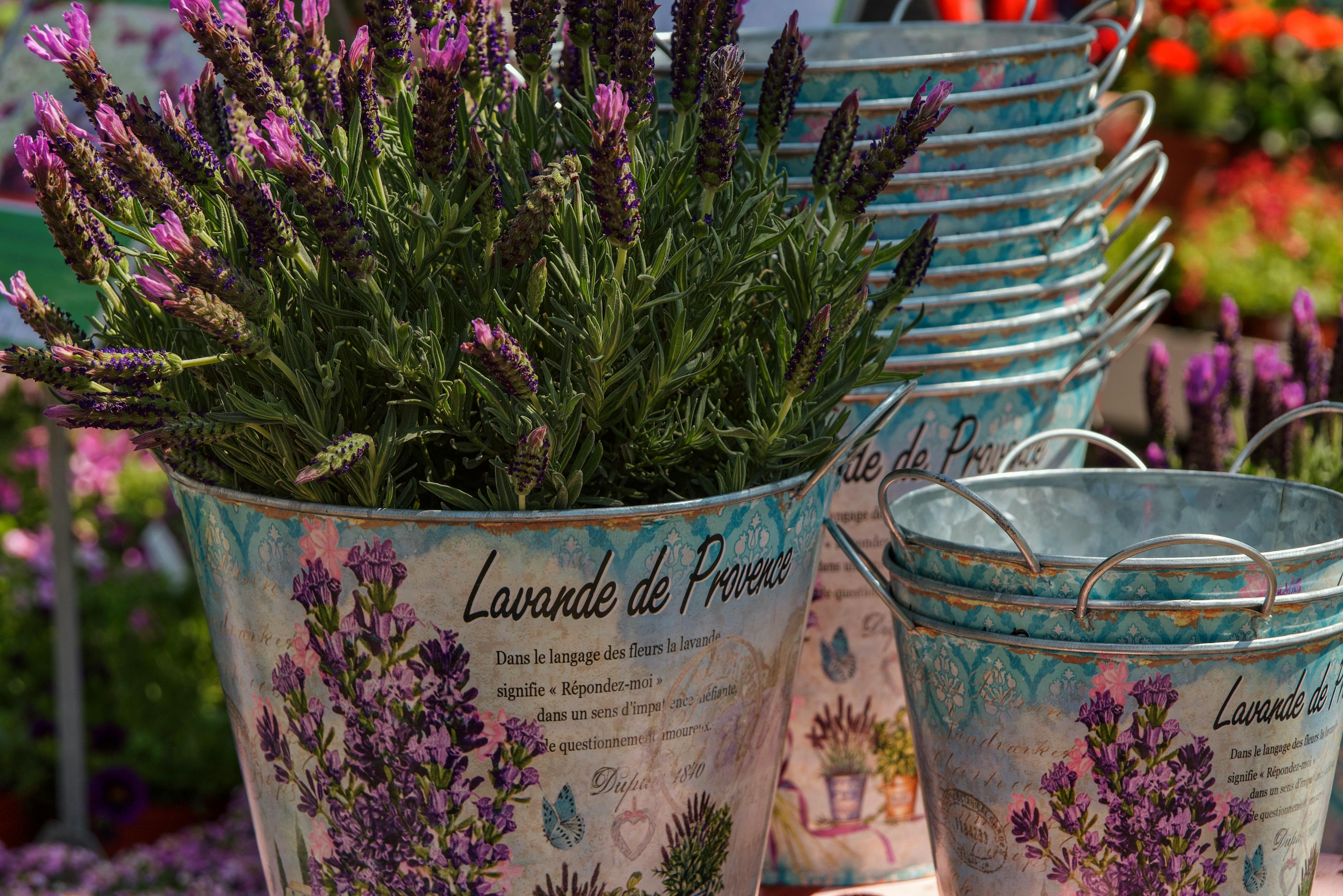 Provence Theme Photos, Download The BEST Free Provence Theme Stock ...