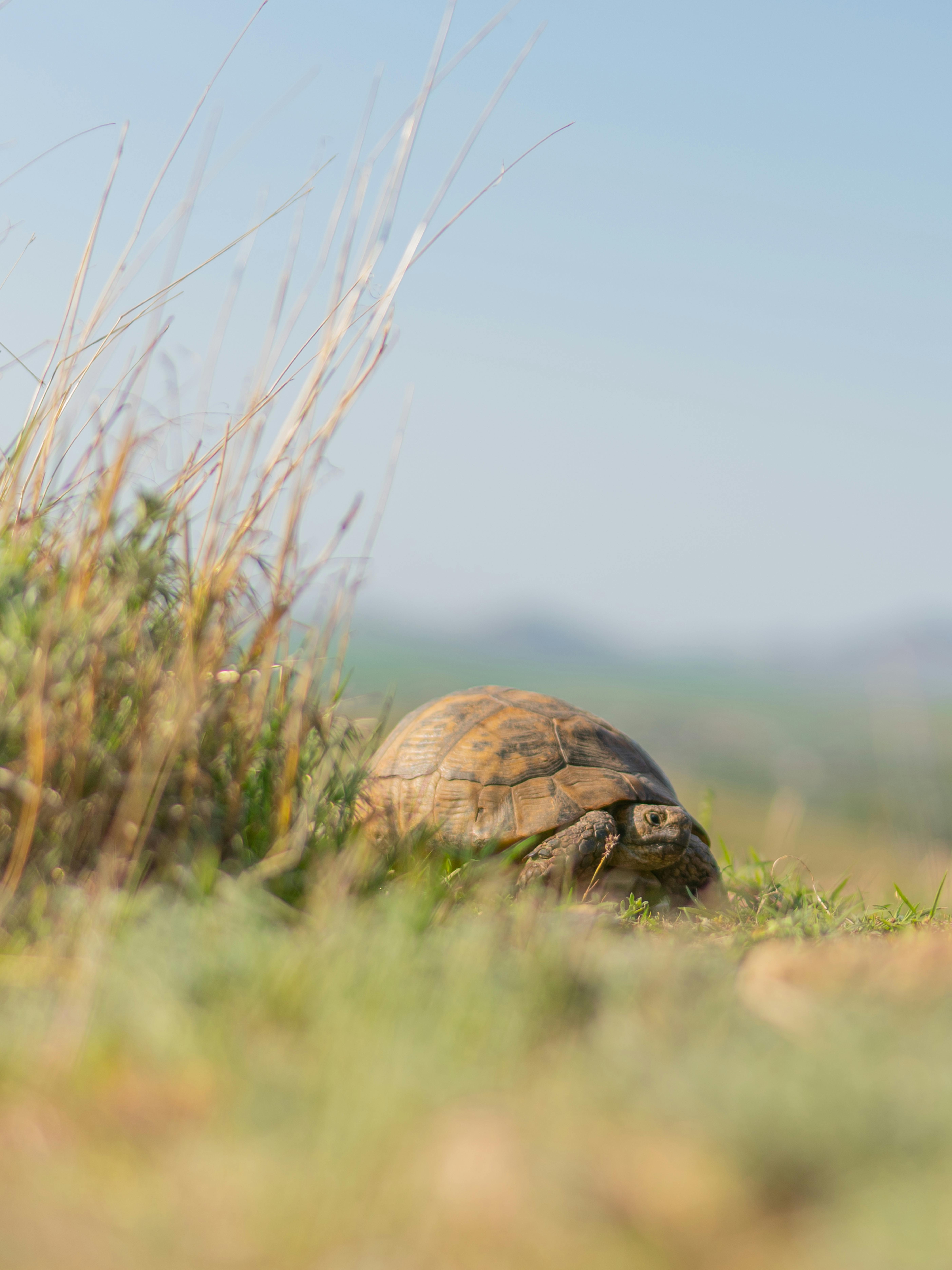 Tortoise Walking on Brick Floor · Free Stock Photo