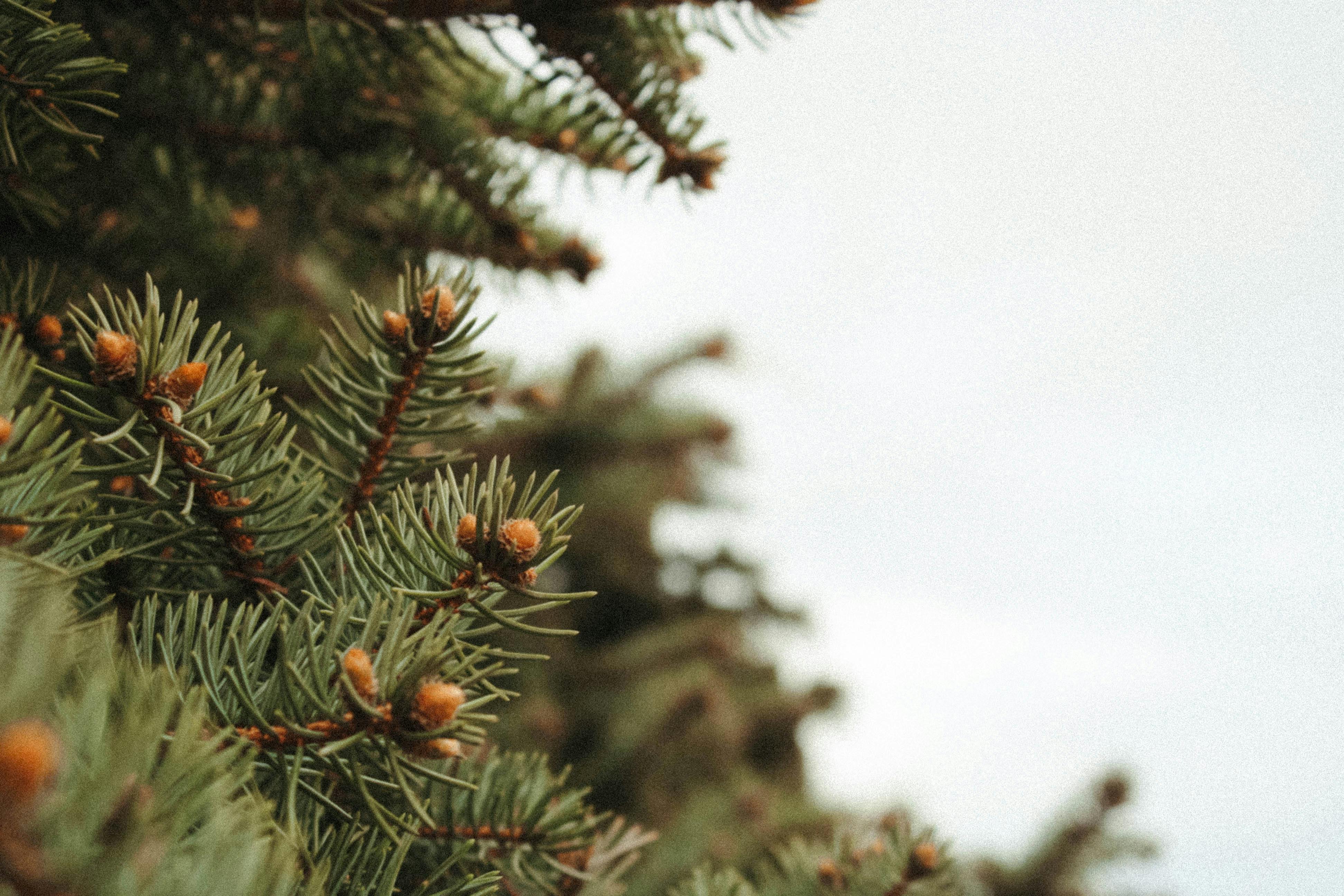 Close-up of Pine Tree Branches on White Background · Free Stock Photo
