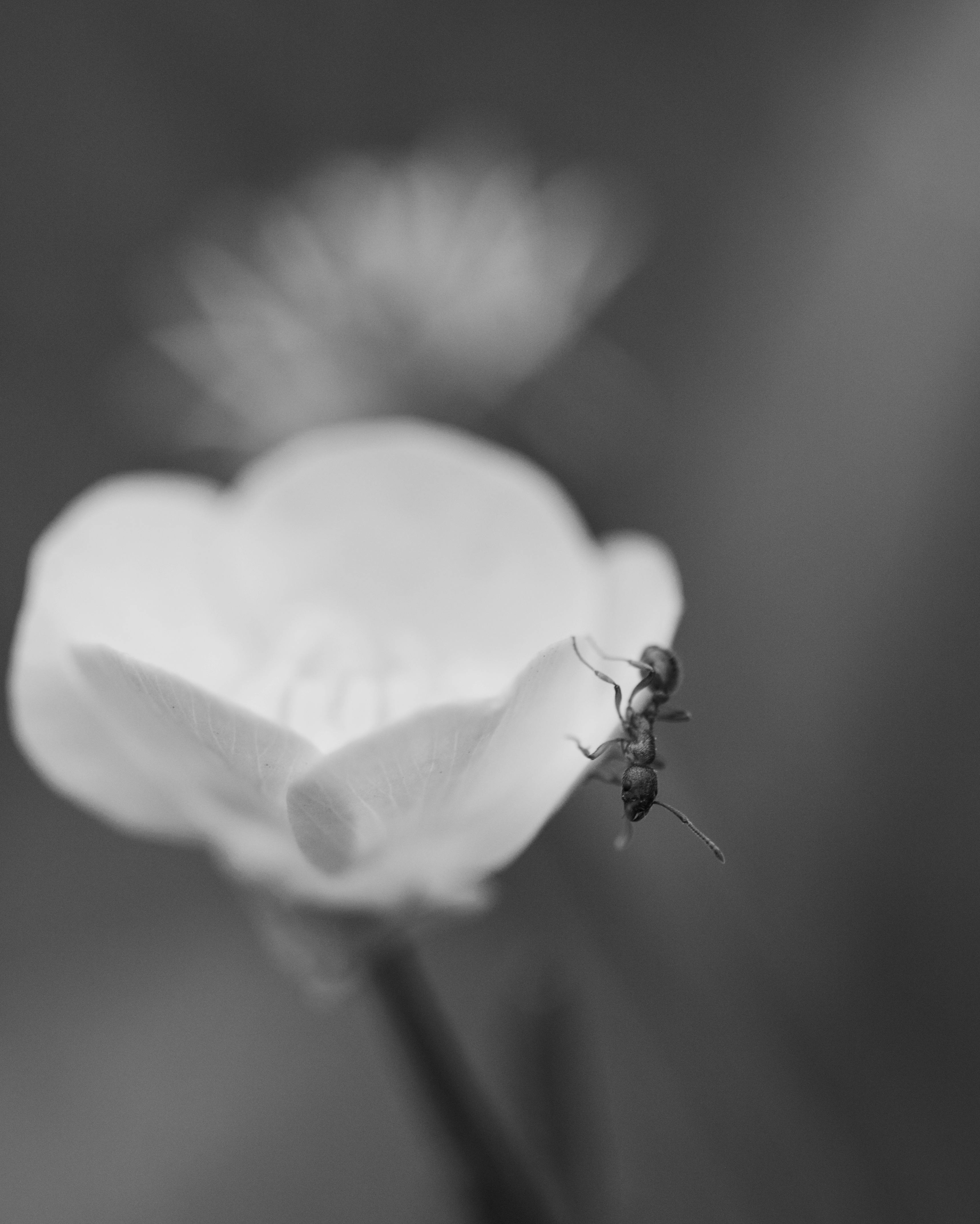 Close-up of an Ant on a Flower · Free Stock Photo