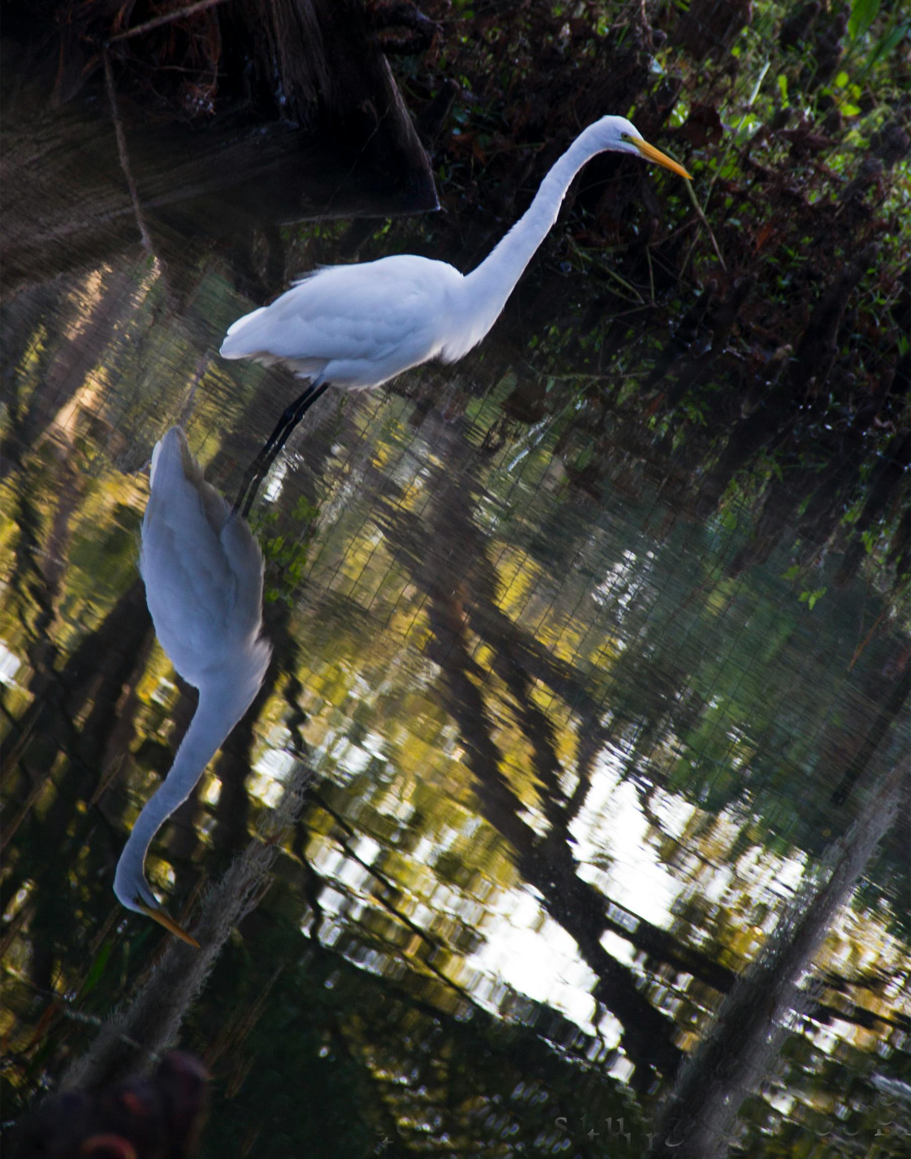 Florida Swamp Creature