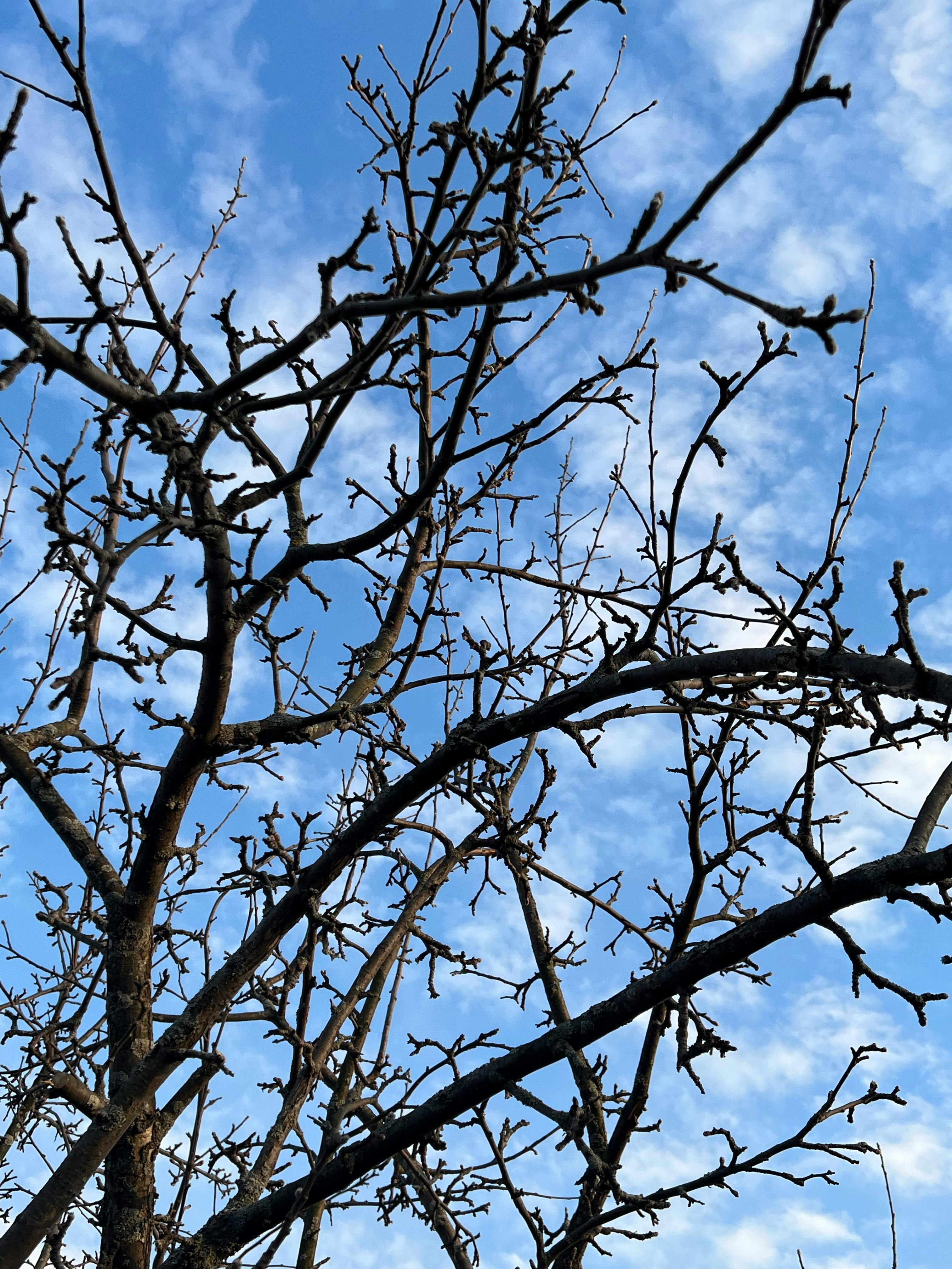 Leafless Tree near Body of Water · Free Stock Photo