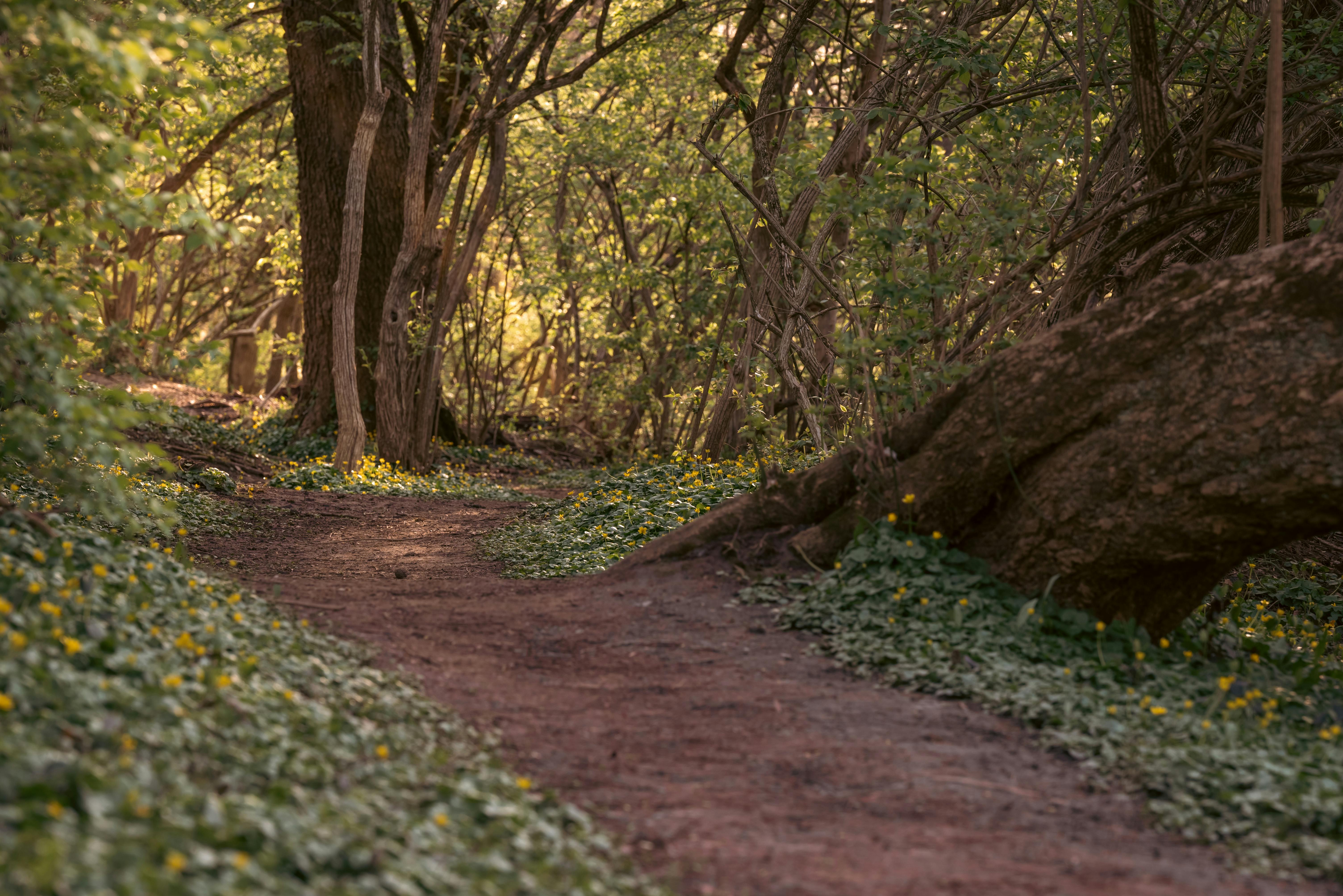 Pathway in the Forest · Free Stock Photo