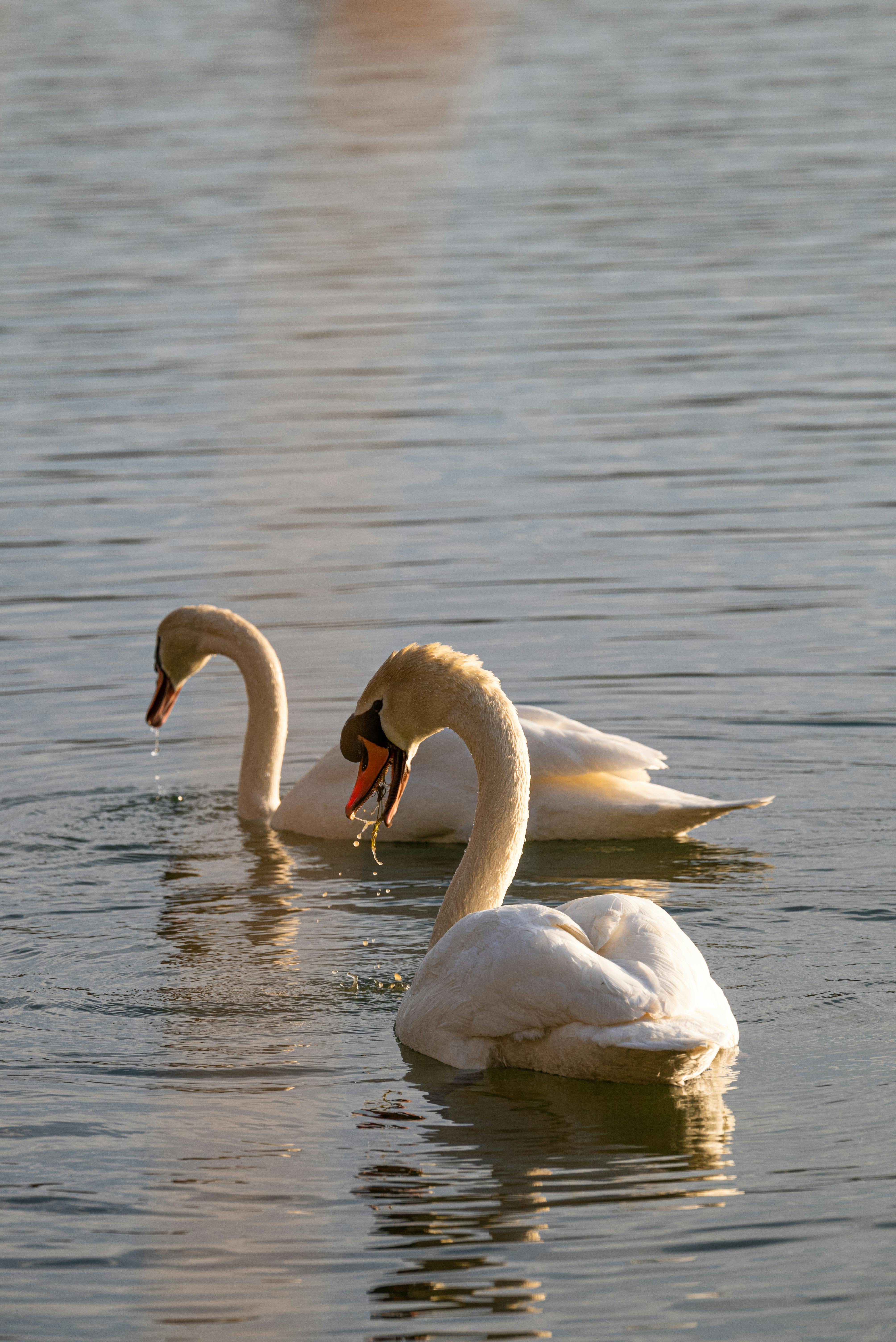 Swan with Egg in Garden · Free Stock Photo