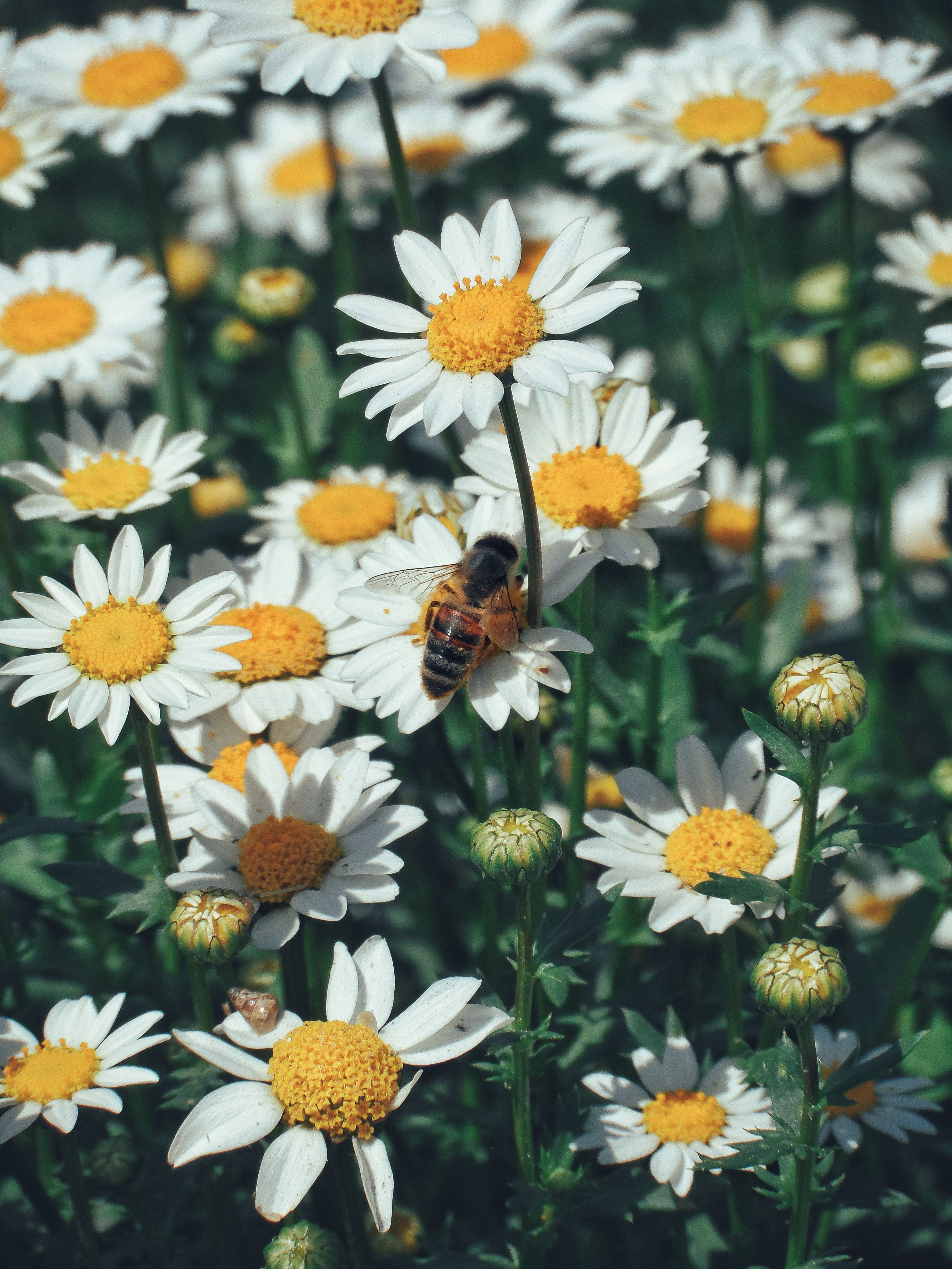 A Bee on a White Daisy · Free Stock Photo