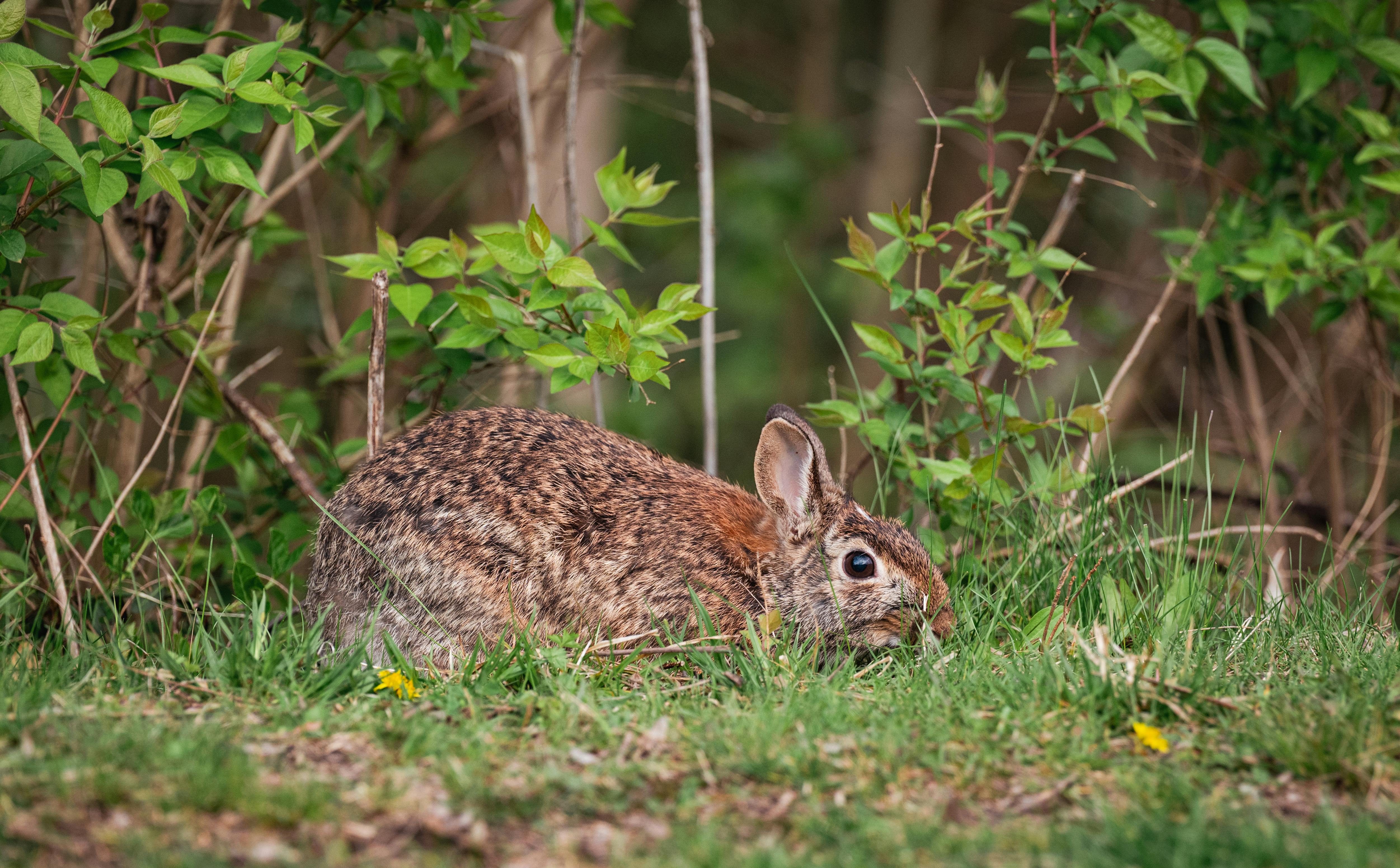 Photo of a Rabbit Hopping · Free Stock Photo