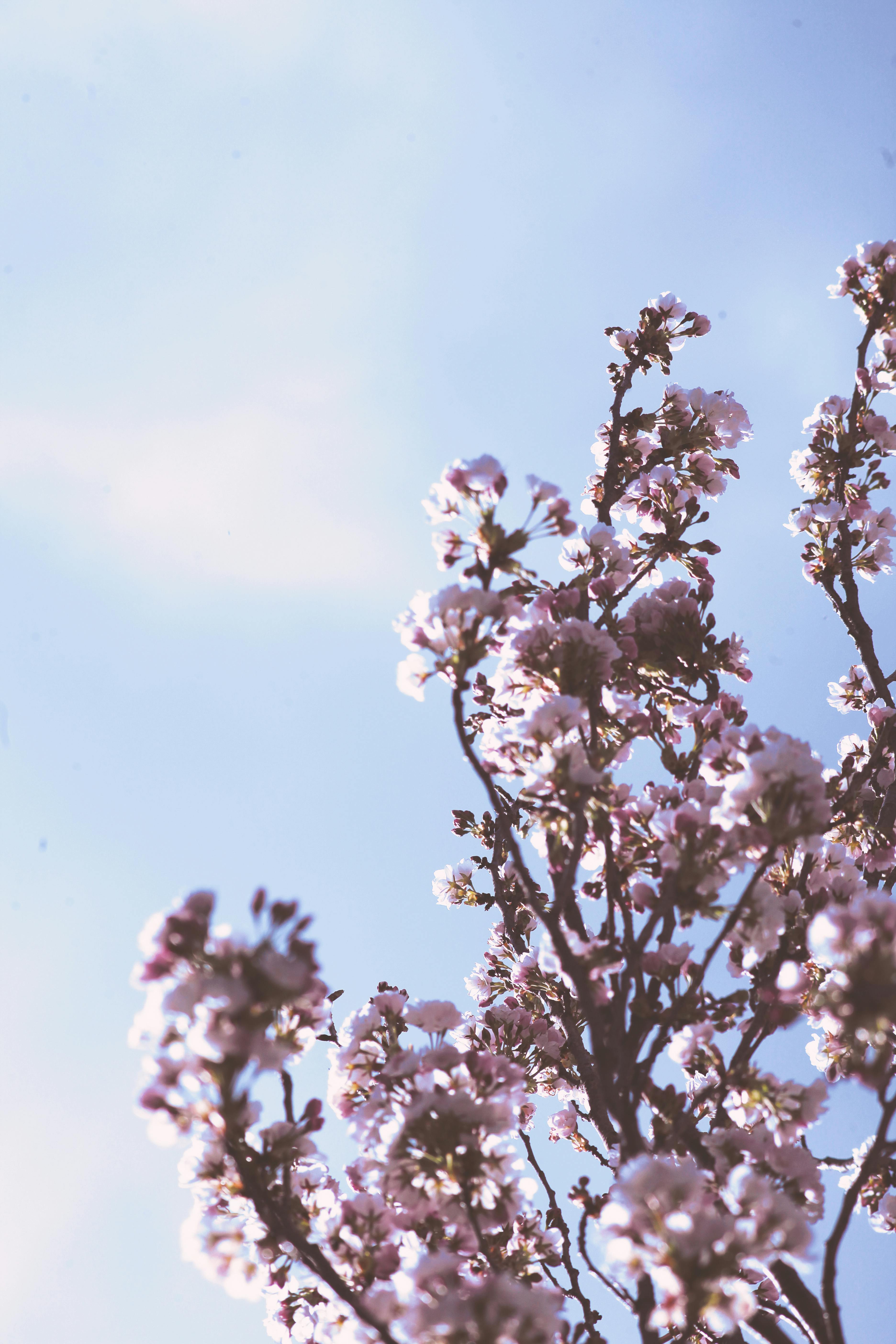 Spring Tree Photos, Download The BEST Free Spring Tree Stock Photos ...