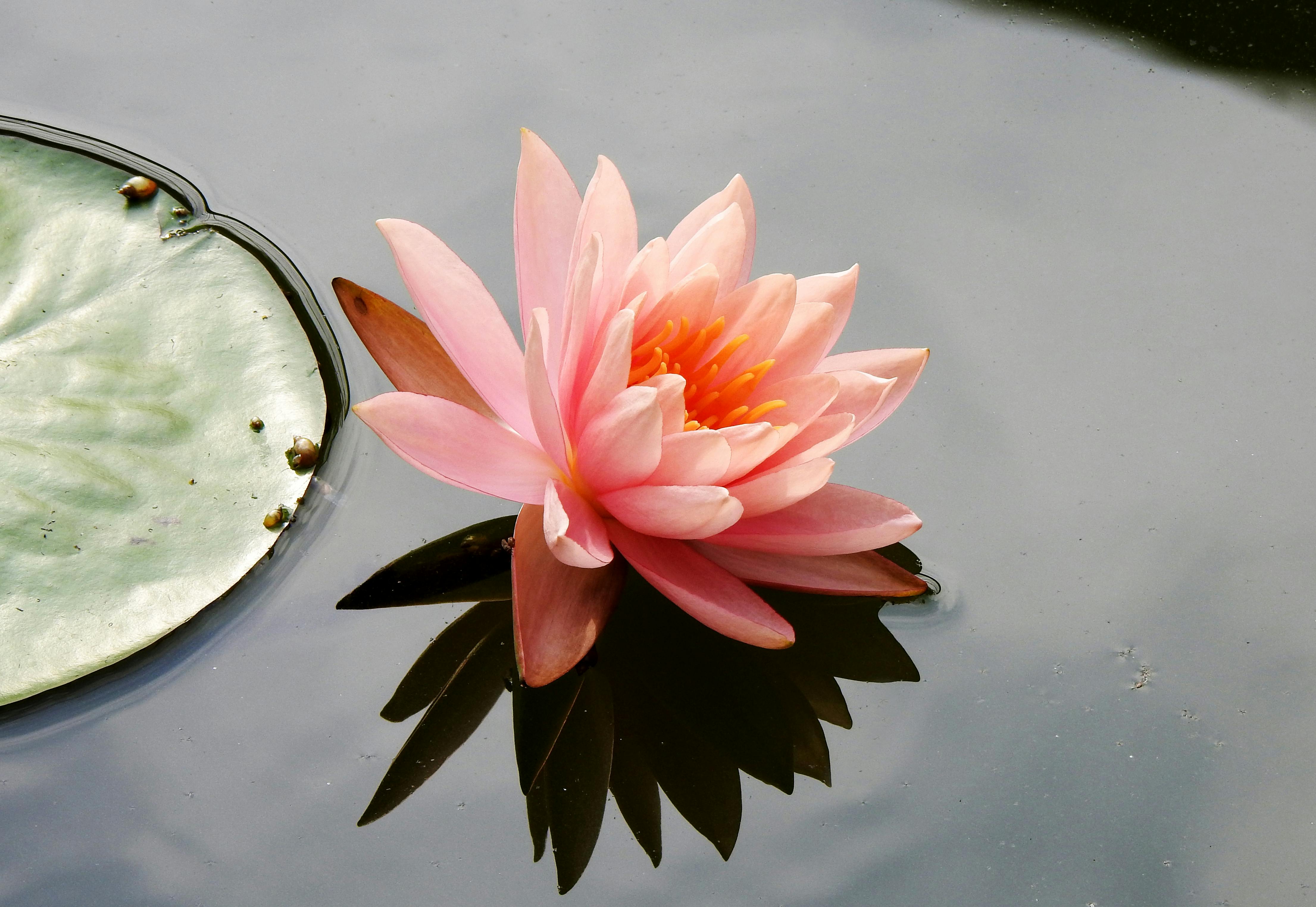 Close-up of Lotus Flower on Water · Free Stock Photo
