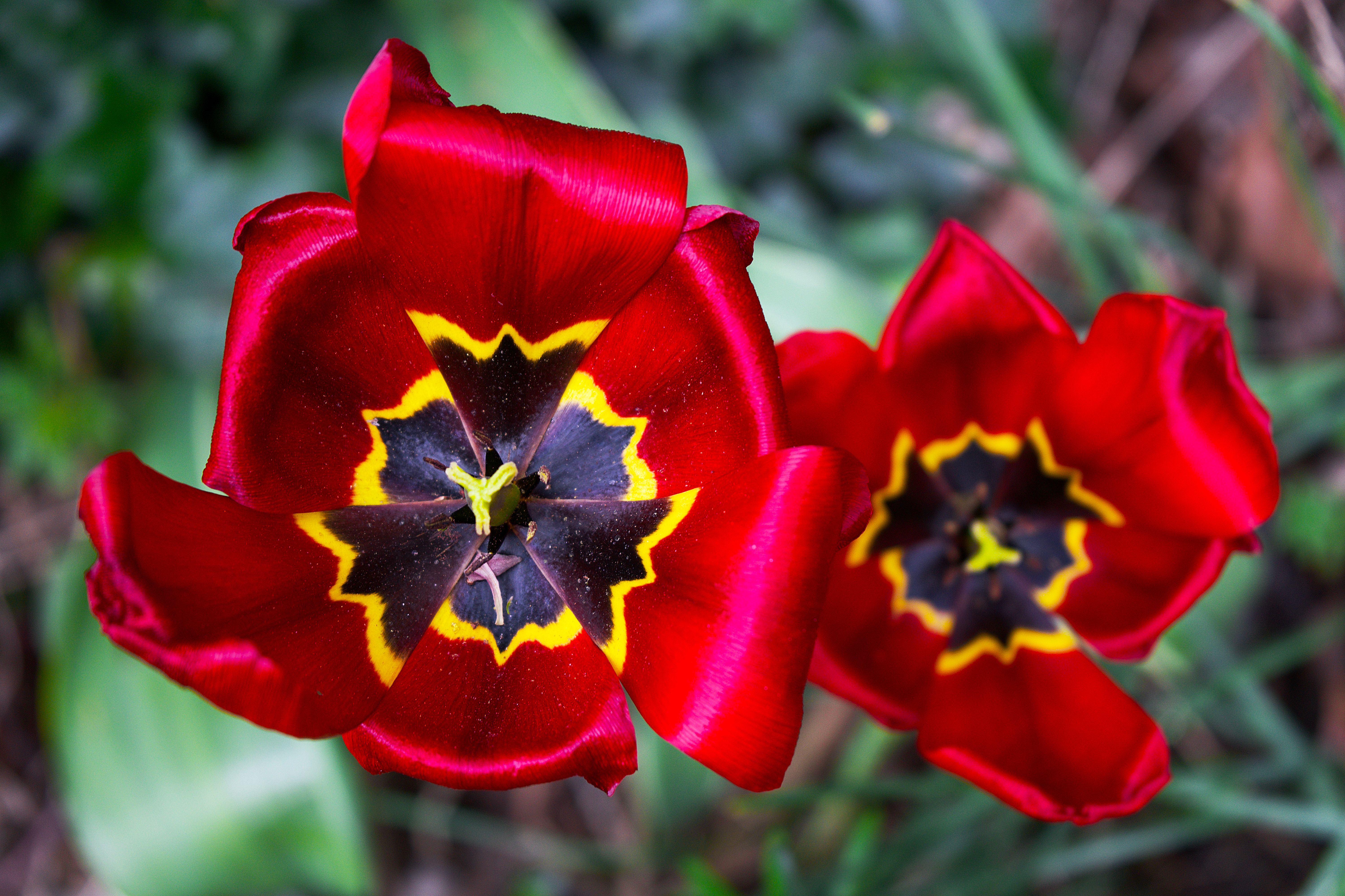 A Red Flowers in Full Bloom · Free Stock Photo