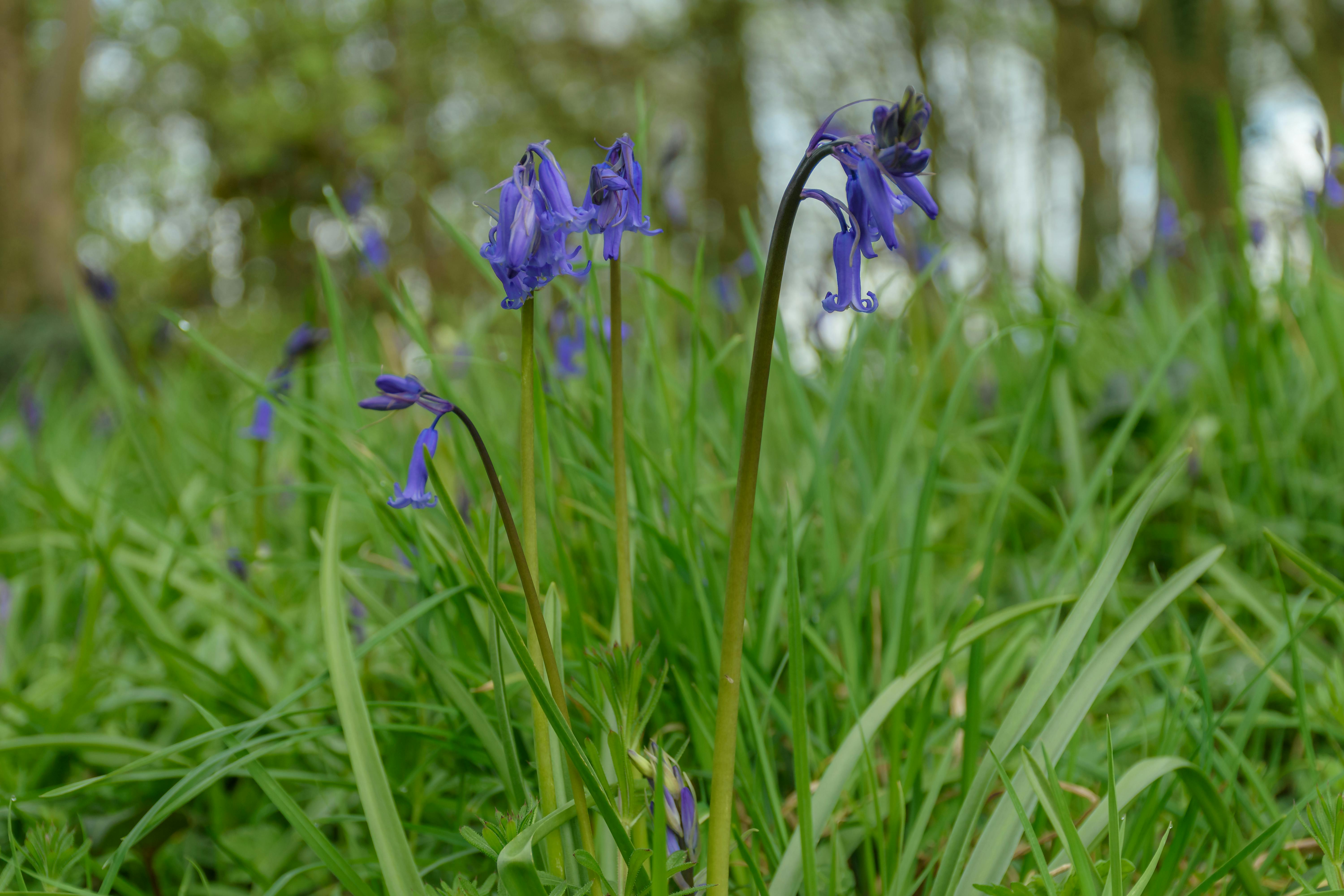 Bluebells 5 Photos & Videos Collected by Irek Marcinkowski