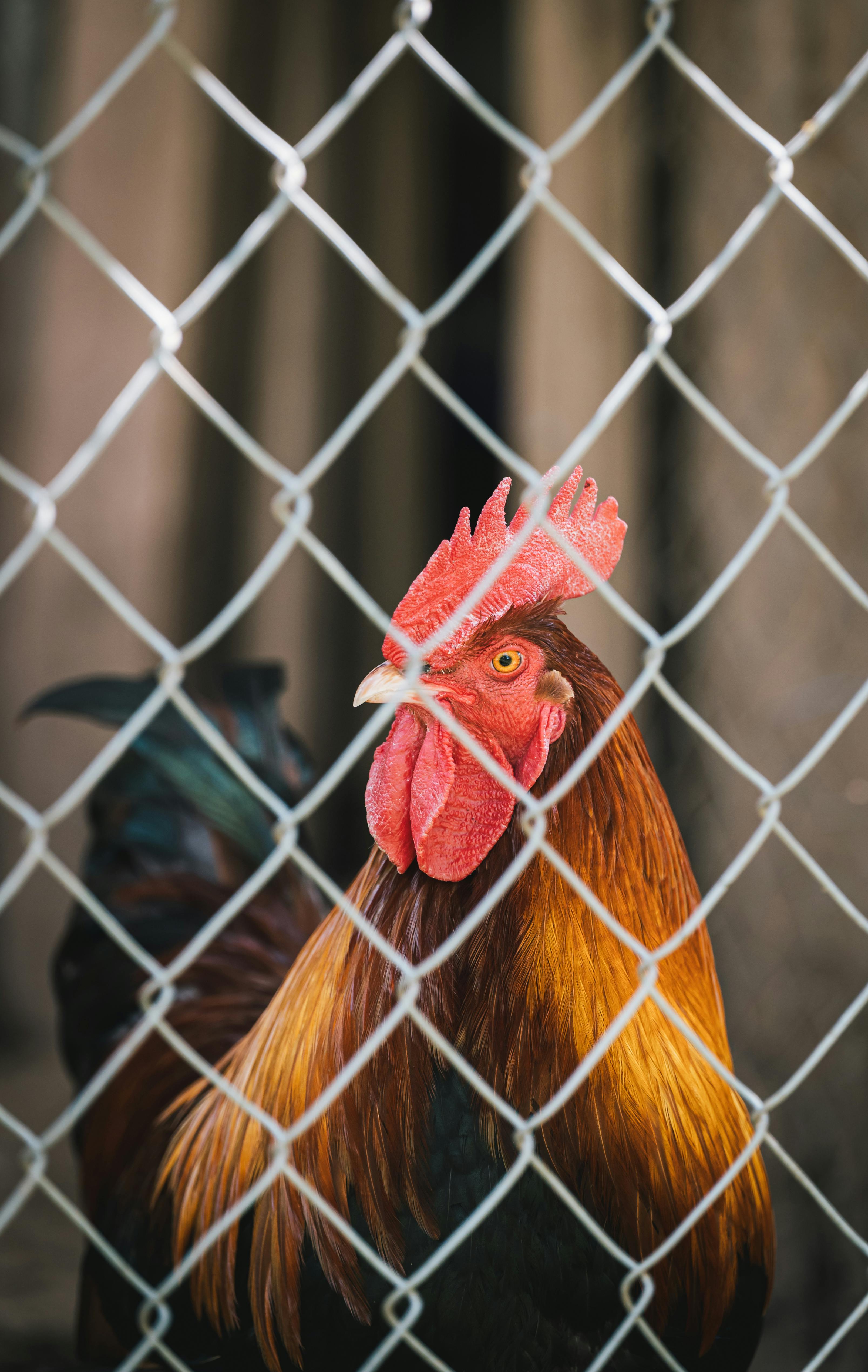 A Bird in the Bird Cage · Free Stock Photo