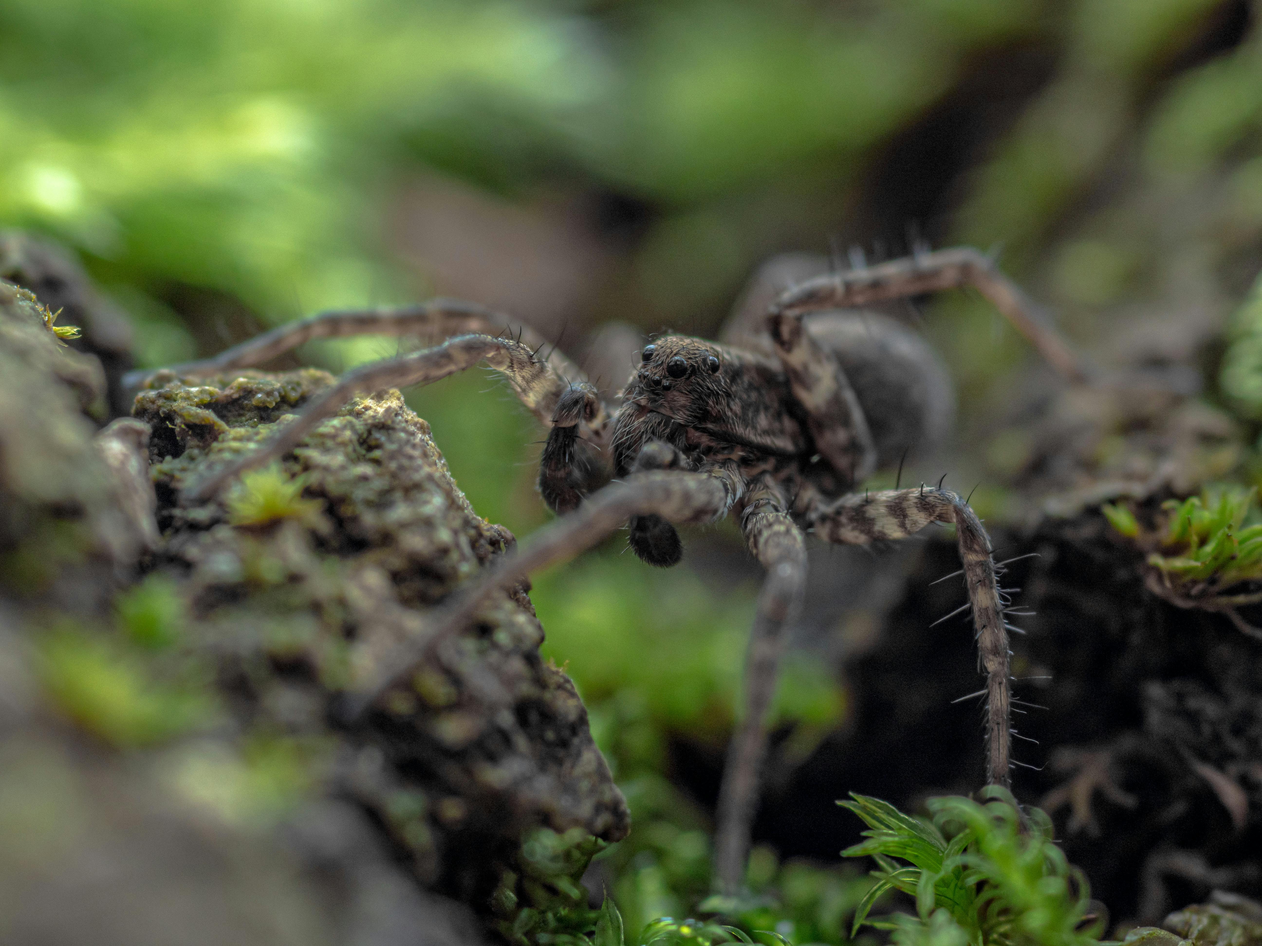 Selective Focus Photography of Brown Spider · Free Stock Photo