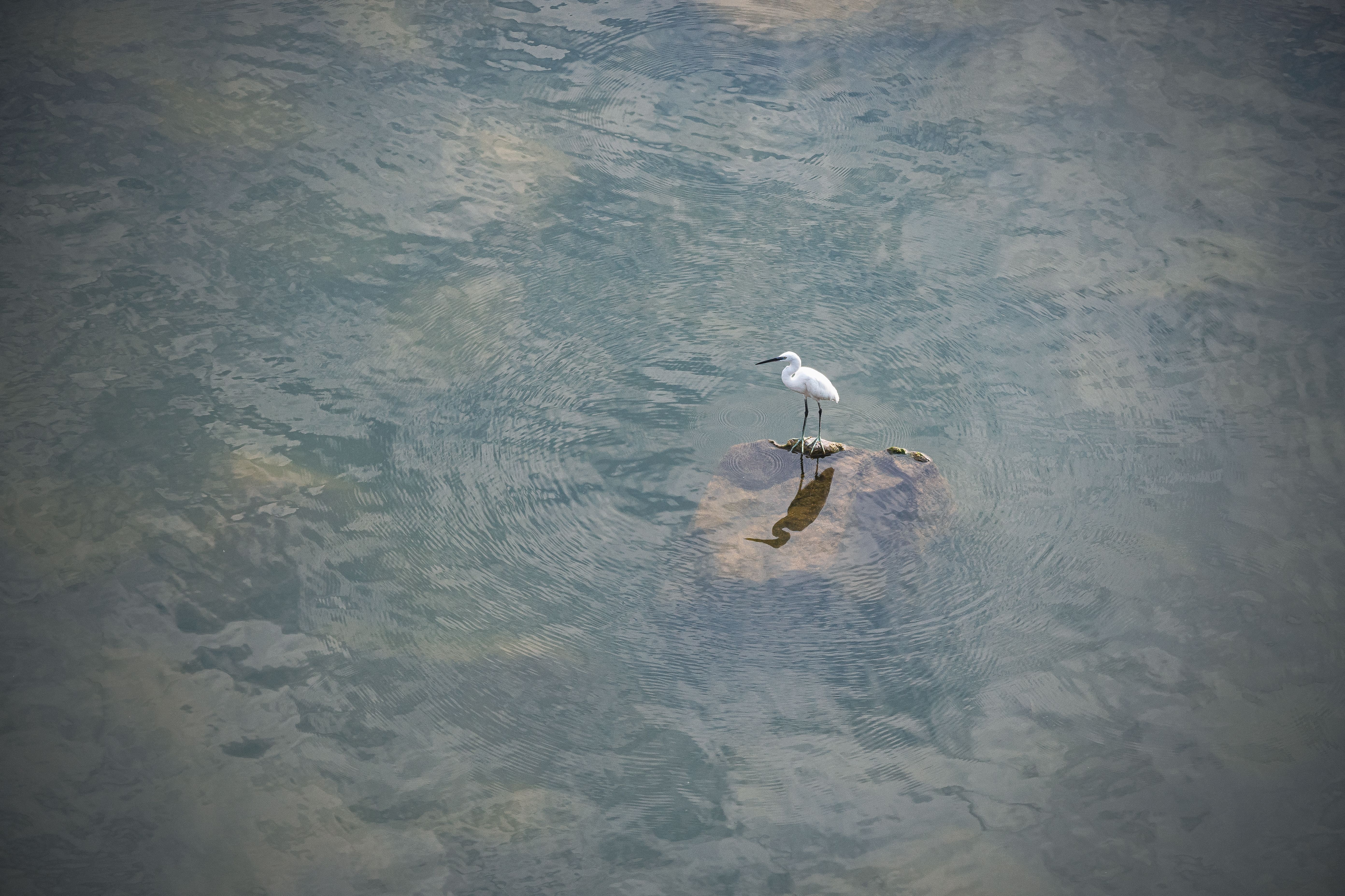 Photo gratuite de aigrette, aviaire, cadre naturel, caillou, calme ...