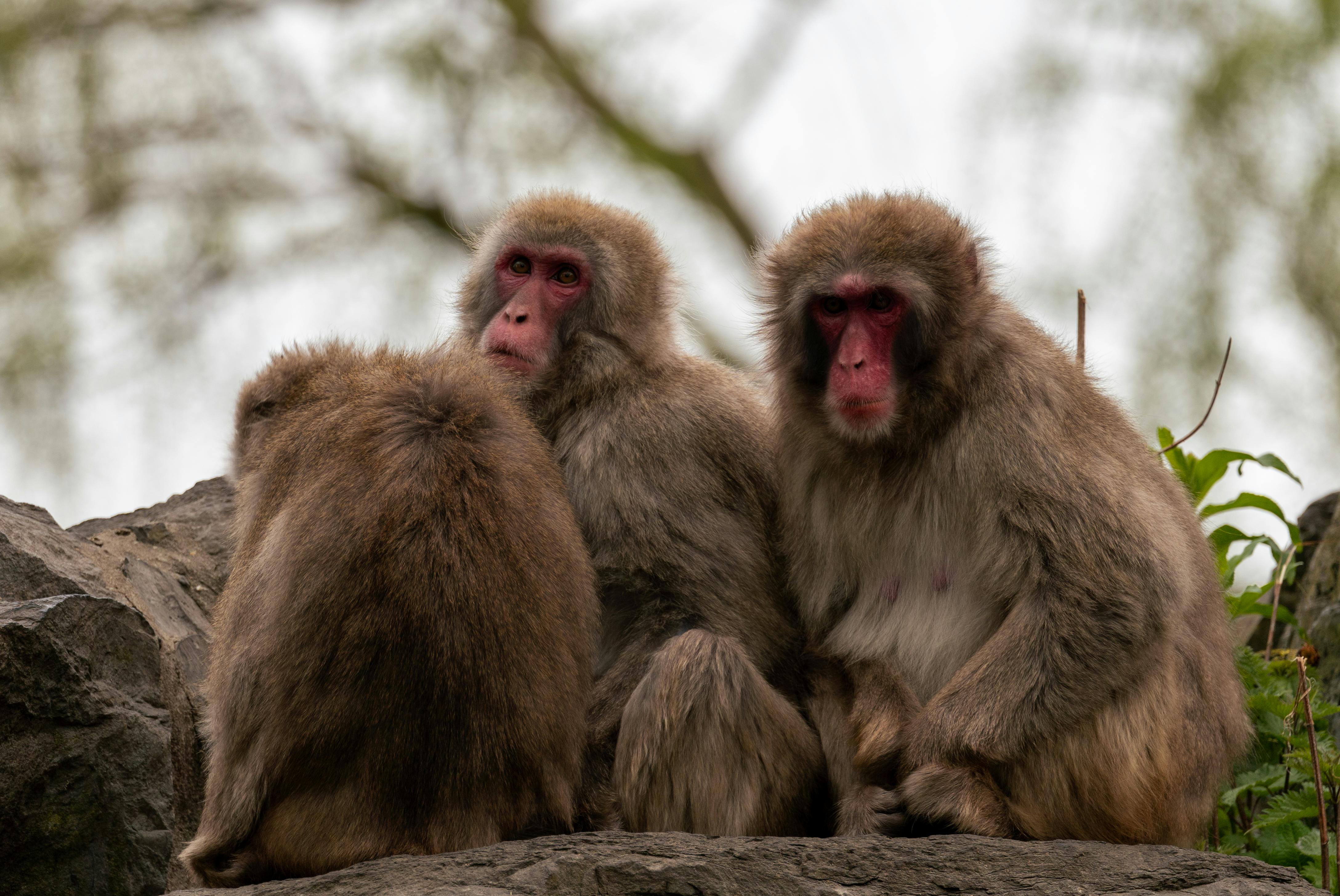 Brown Monkeys Sitting on Rock · Free Stock Photo