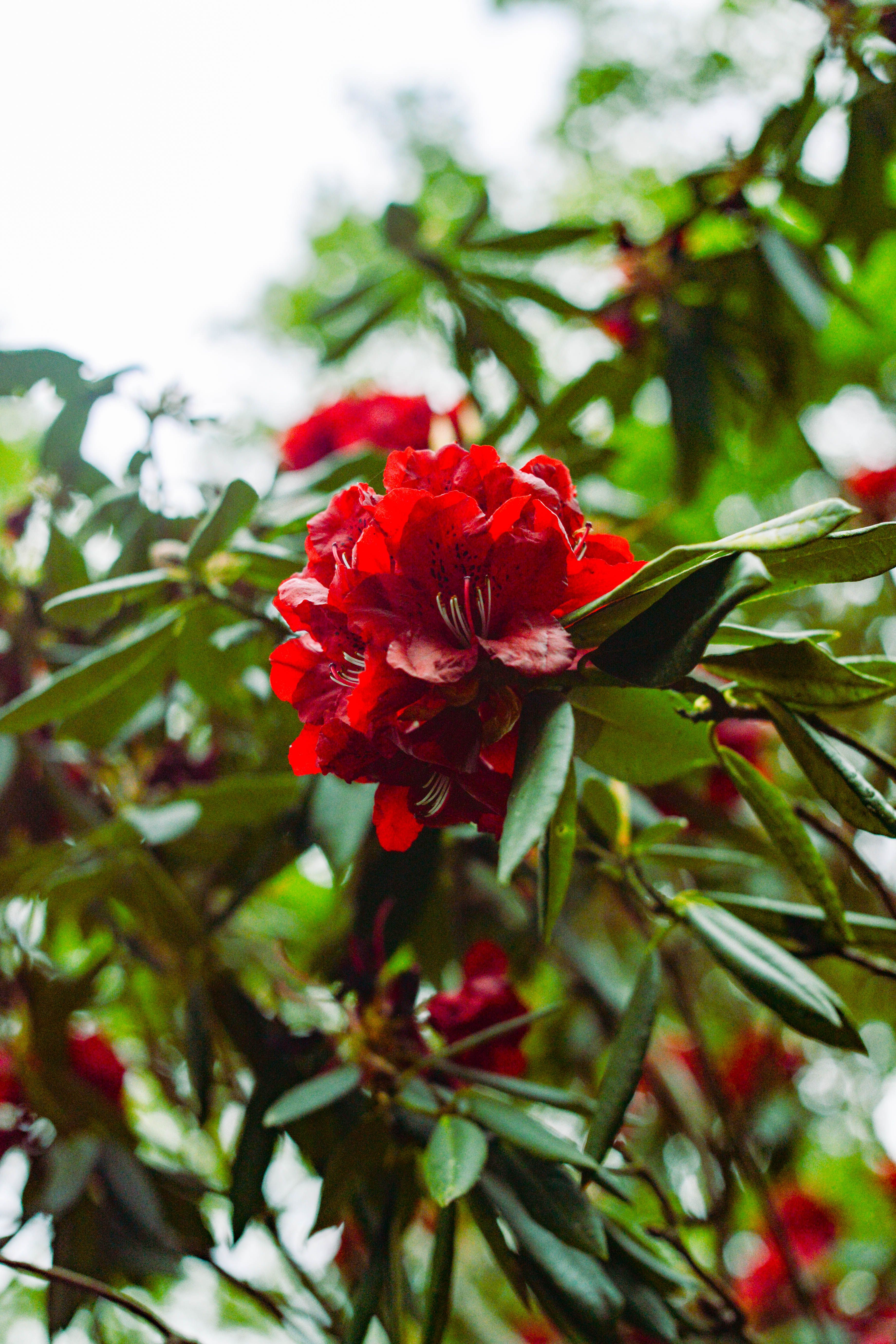 Azalea Flowers in Bloom · Free Stock Photo