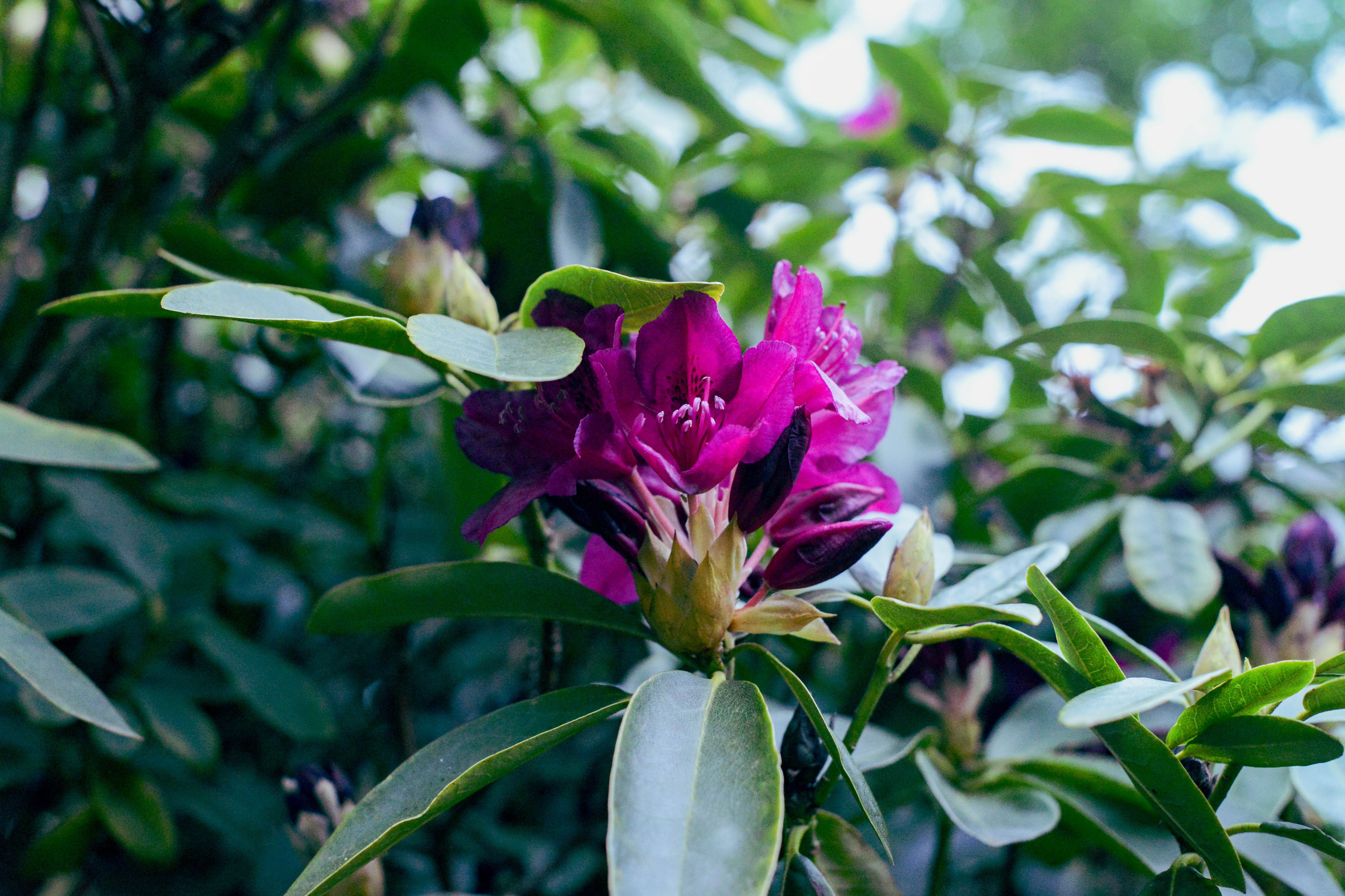 Purple Flower Plants in the Garden · Free Stock Photo