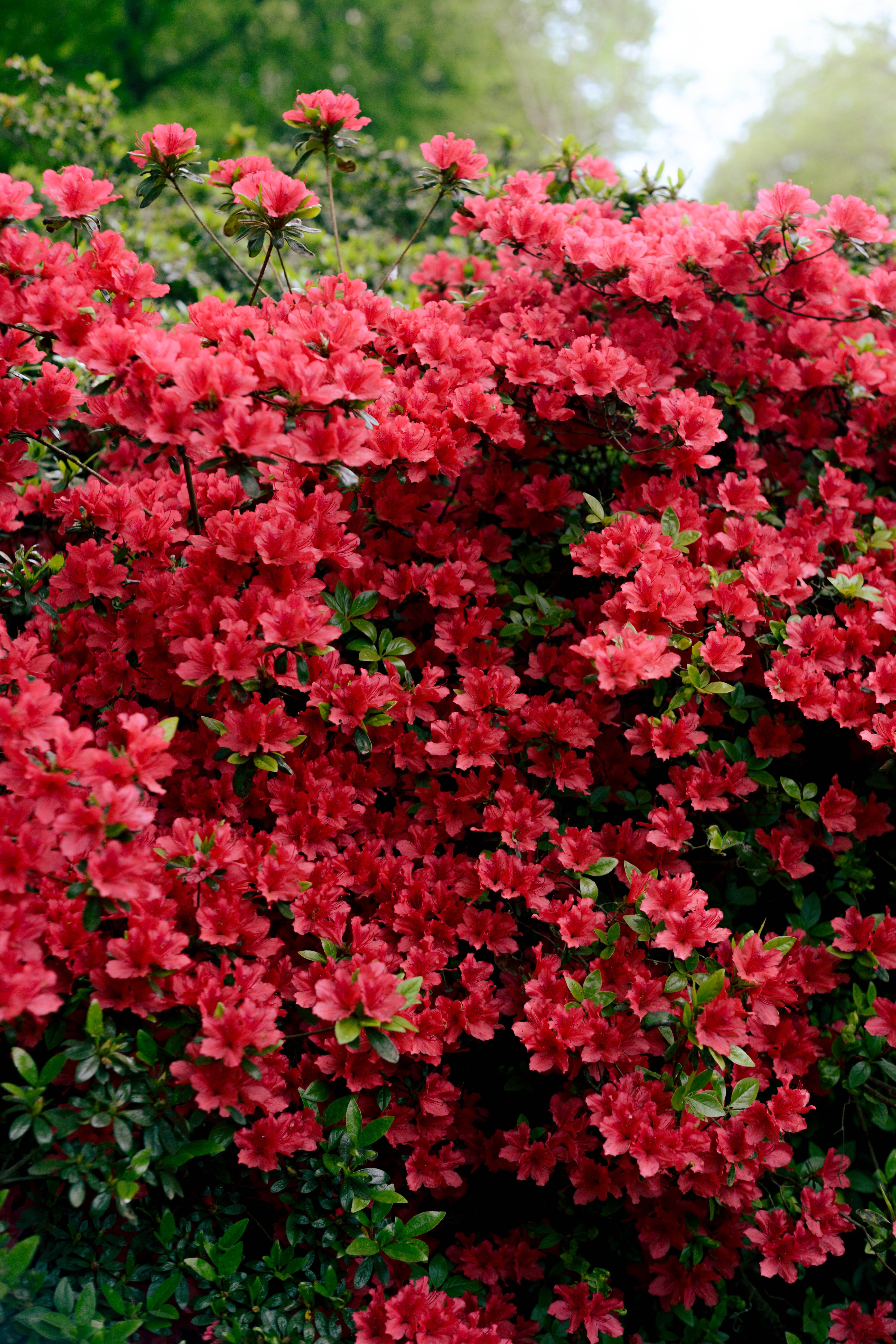 Foto de stock gratuita sobre azalea, bonito, botánico, floreciente ...