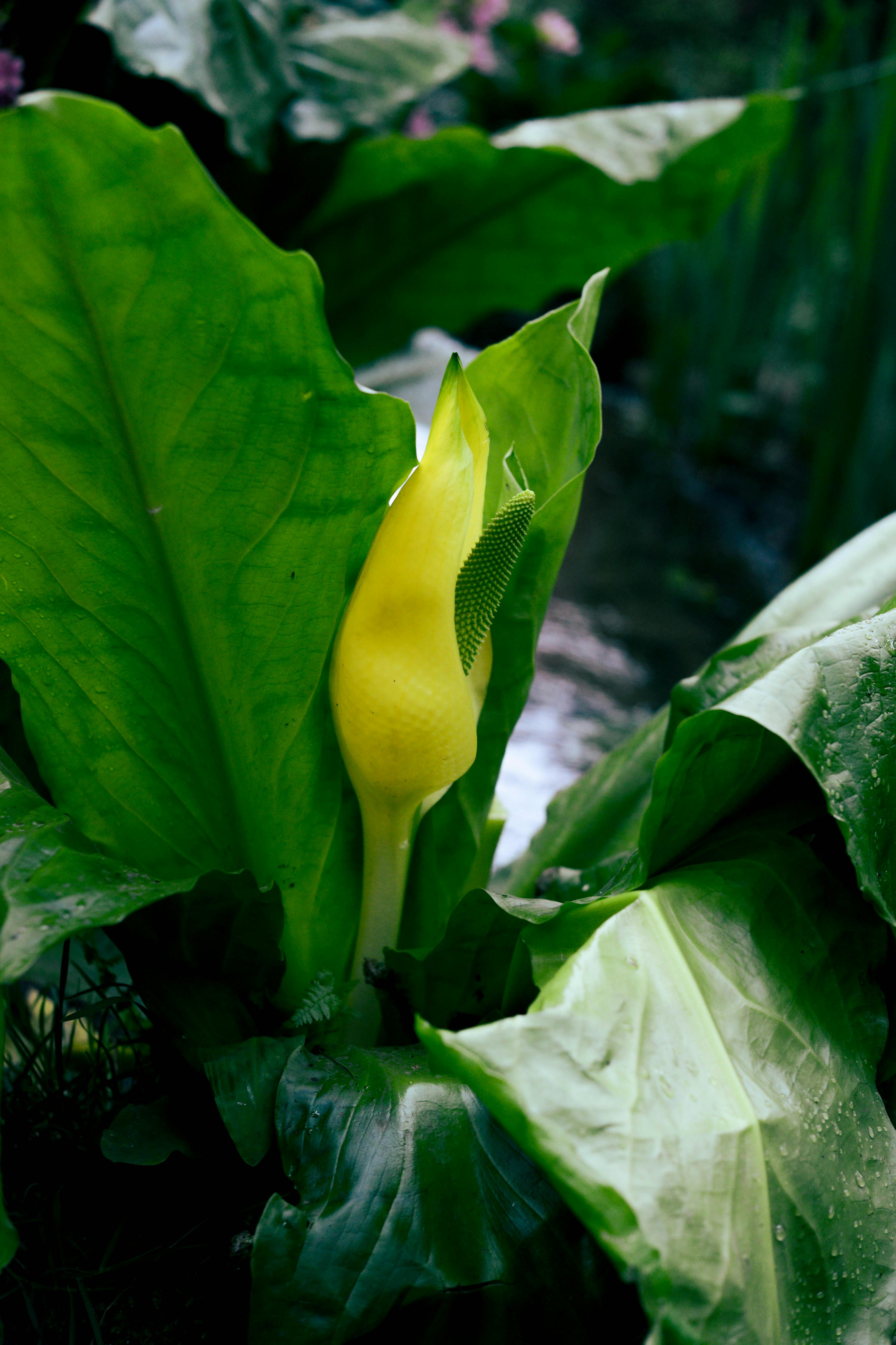 Swamp Cabbage Photos, Download The BEST Free Swamp Cabbage Stock Photos ...