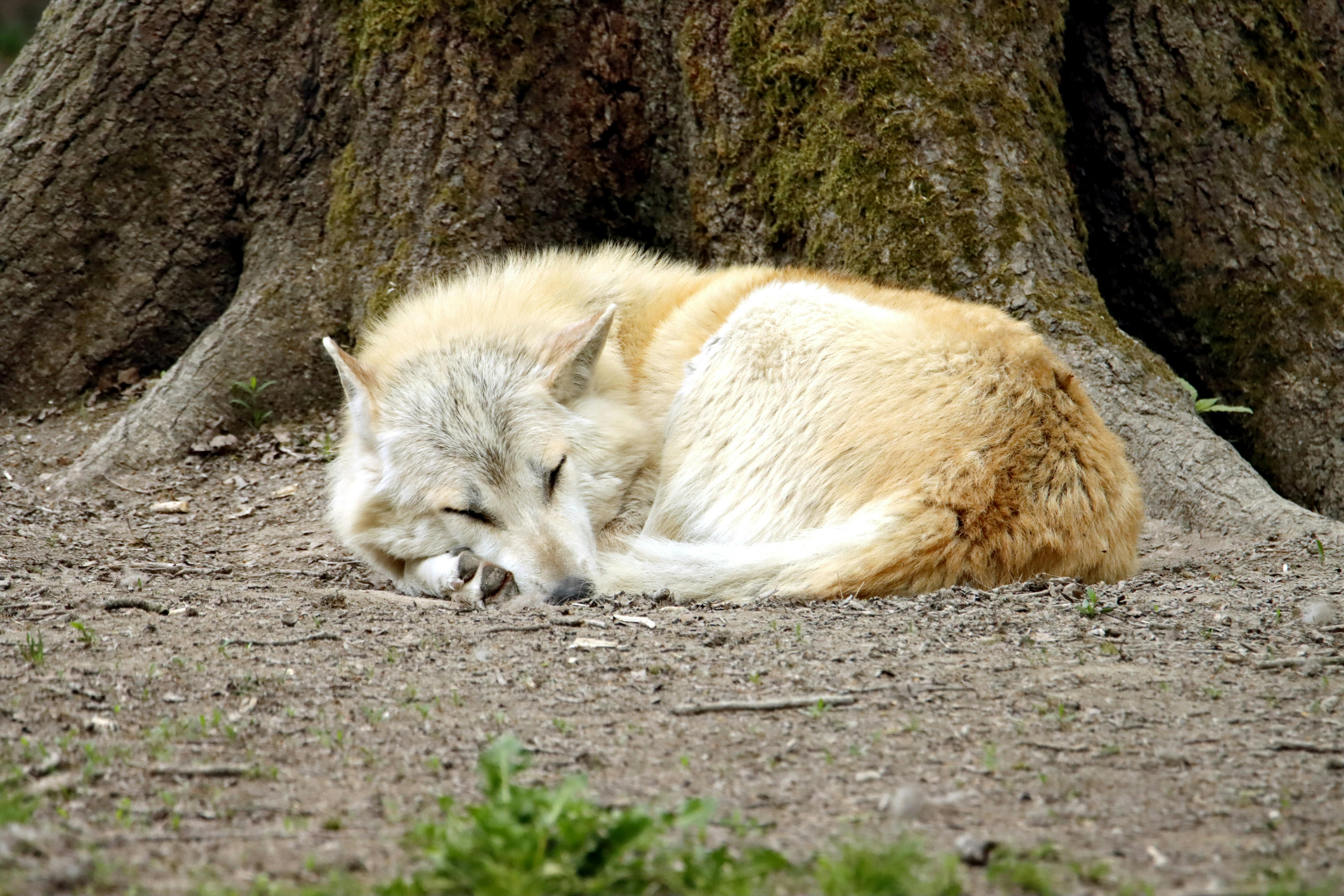 Close-Up Shot of a Wolf Sleeping · Free Stock Photo